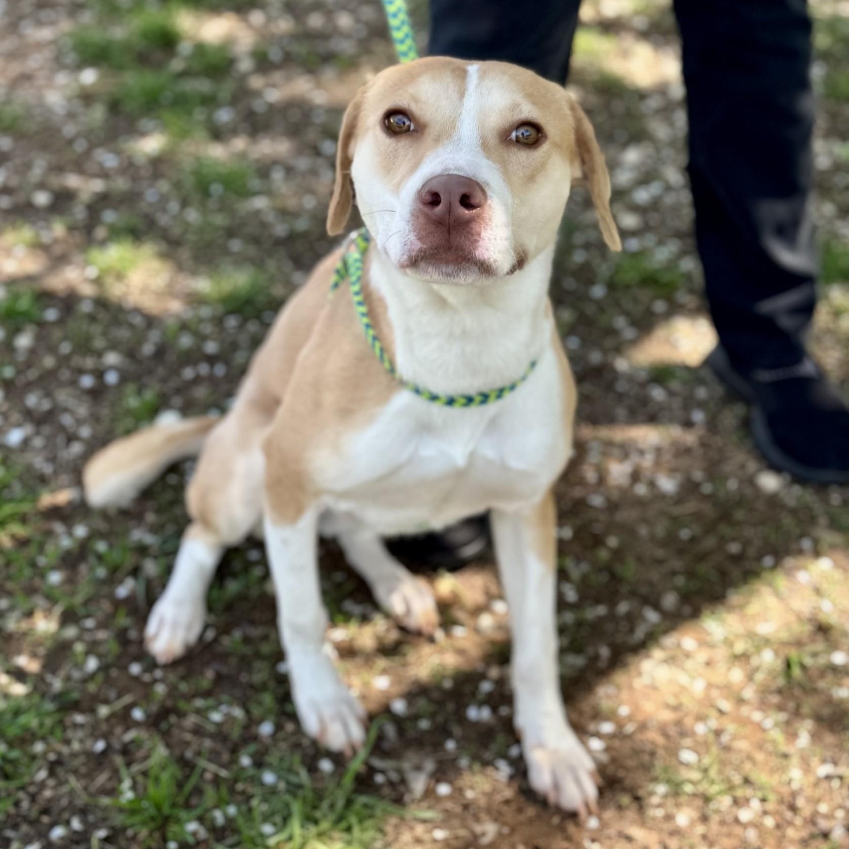 Durham, NC Animal Shelters & Rescues