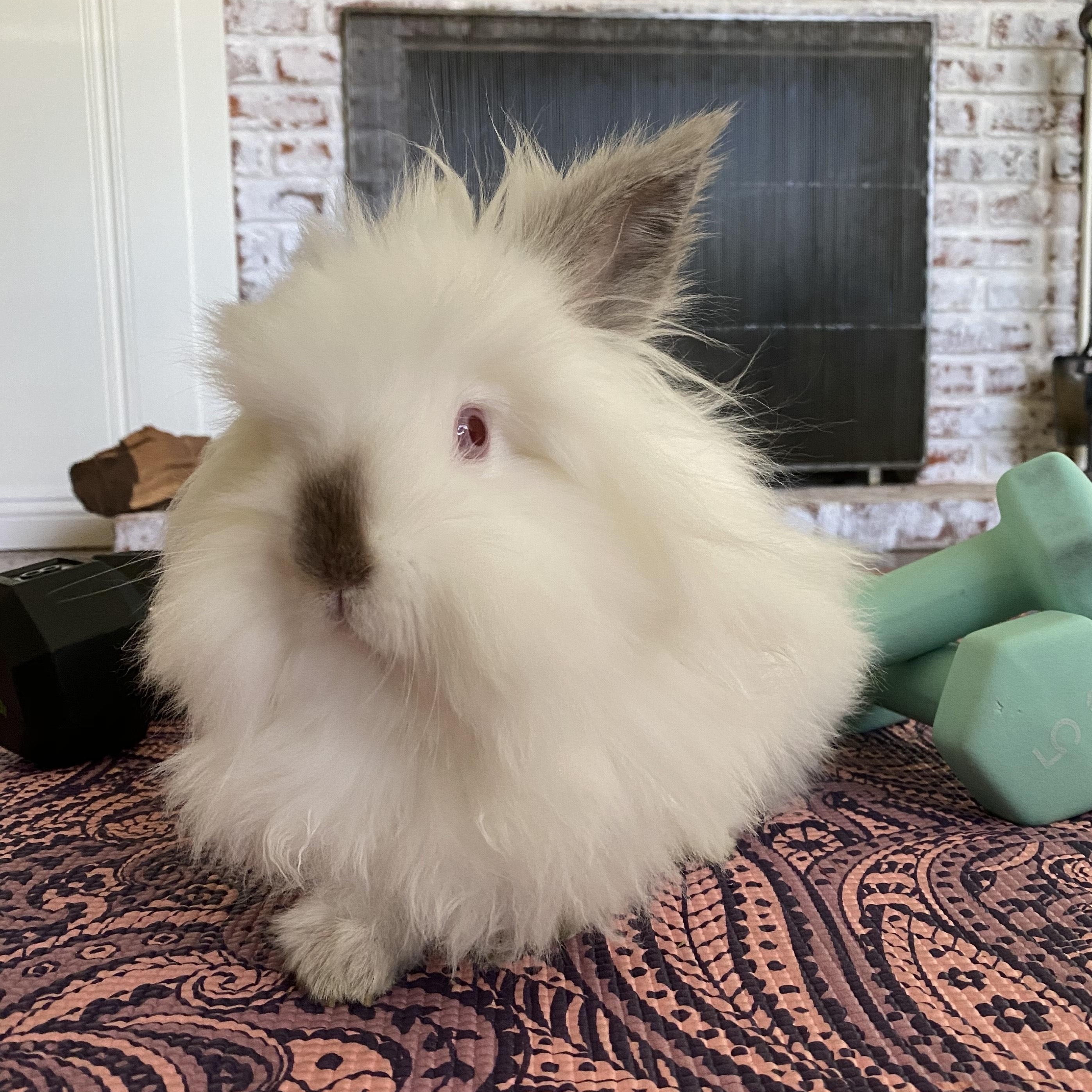 Rabbit for adoption - Ping (formerly Gucci), a Lionhead in Los Angeles ...
