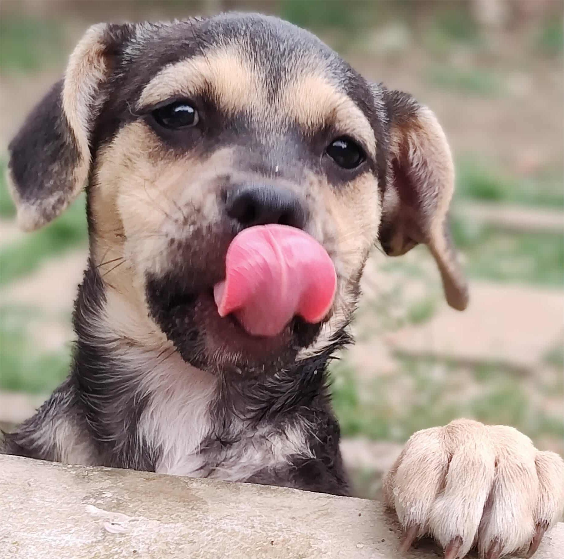 Dog for adoption - Nina Simone, a Pug & Chihuahua Mix in Redmond, WA ...