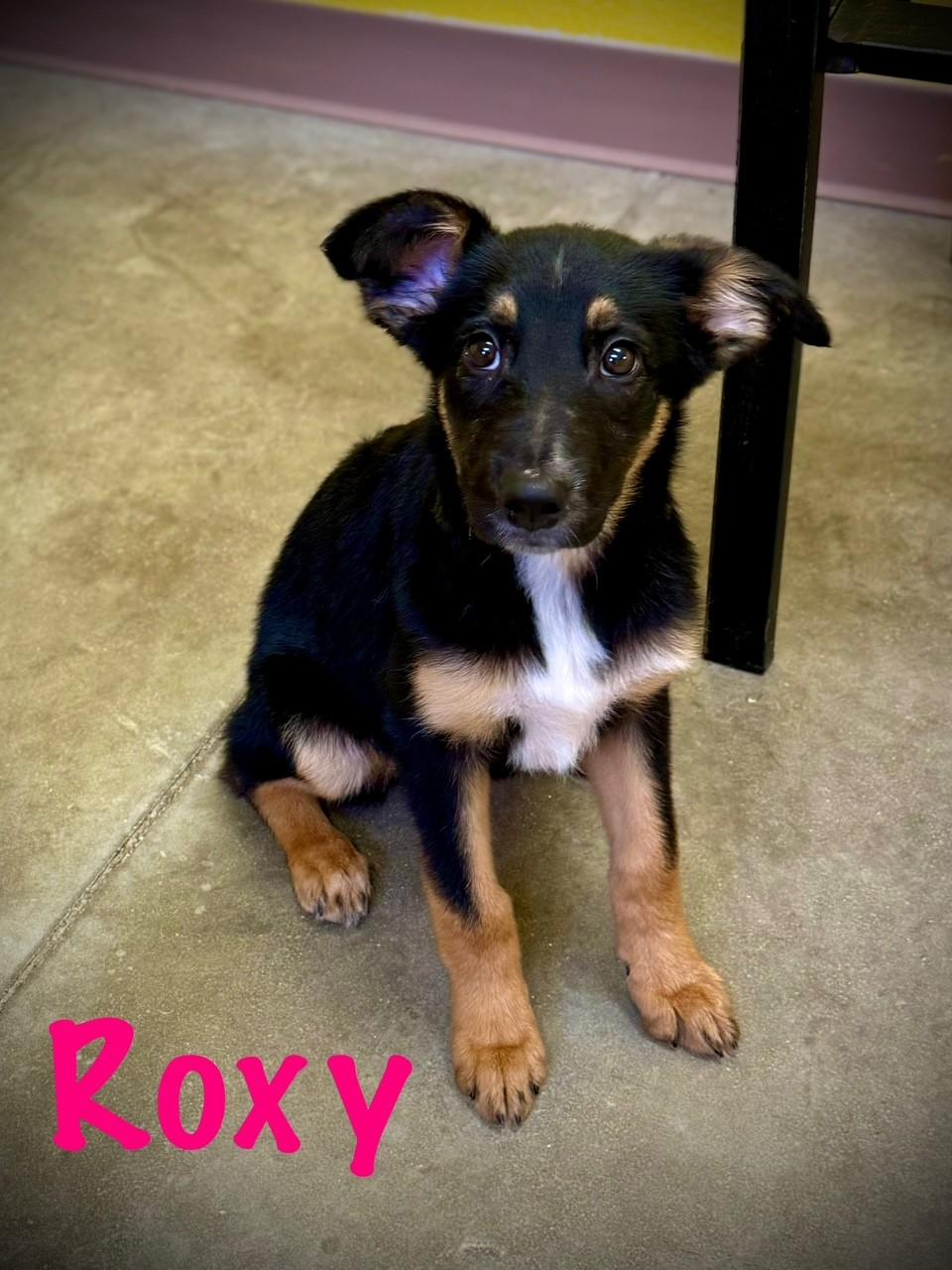 Dog for adoption - Roxy, a Bearded Collie Mix in Comfort, TX | Petfinder