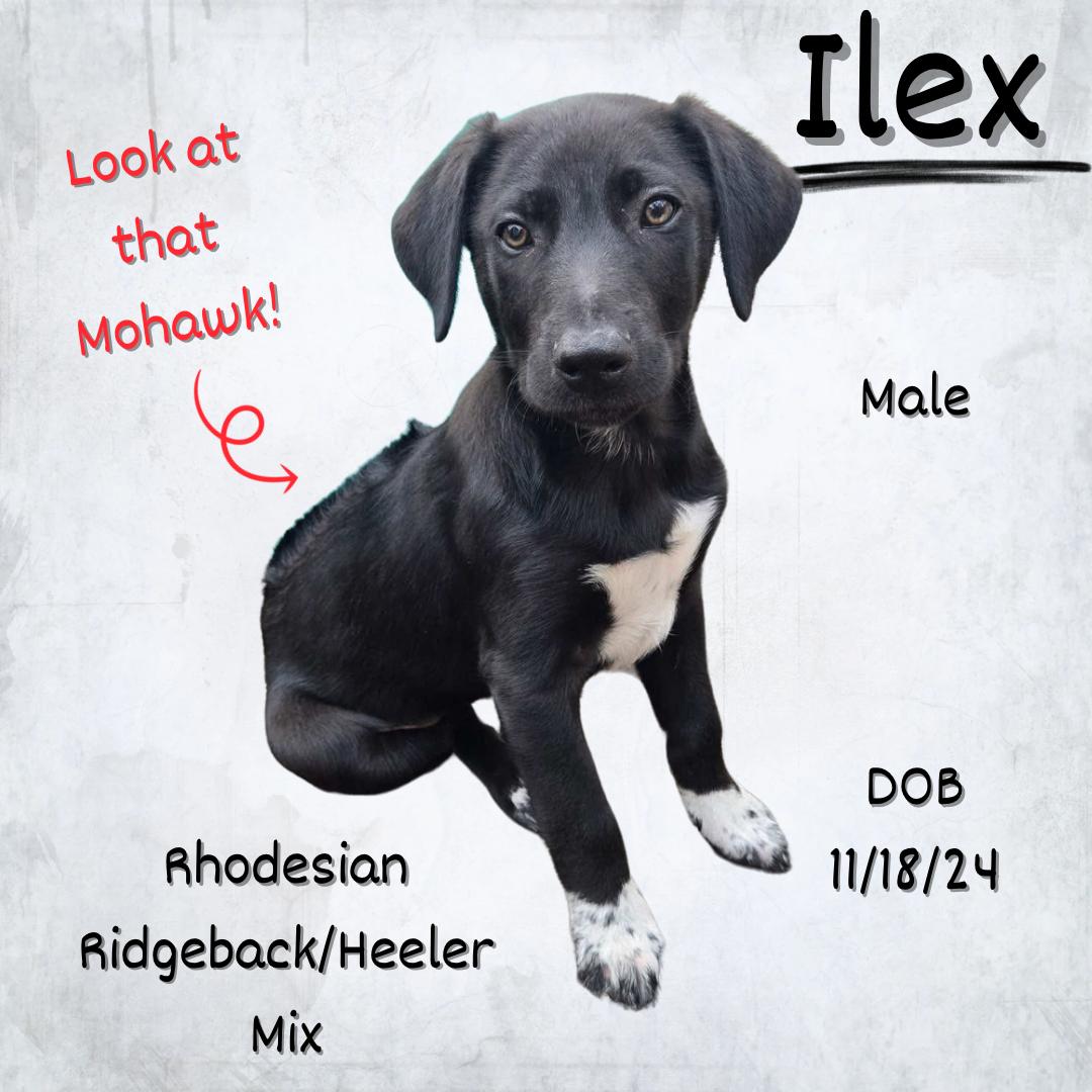 Dog for adoption - Ilex, a Rhodesian Ridgeback & Australian Cattle Dog ...