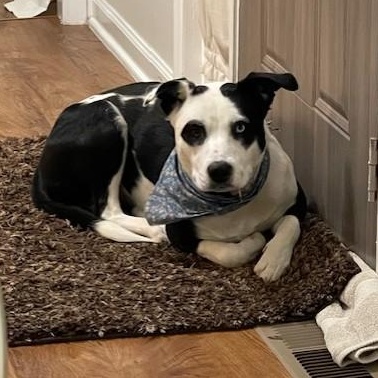 Dog for adoption - Panda, a Pit Bull Terrier & Husky Mix in Effingham ...