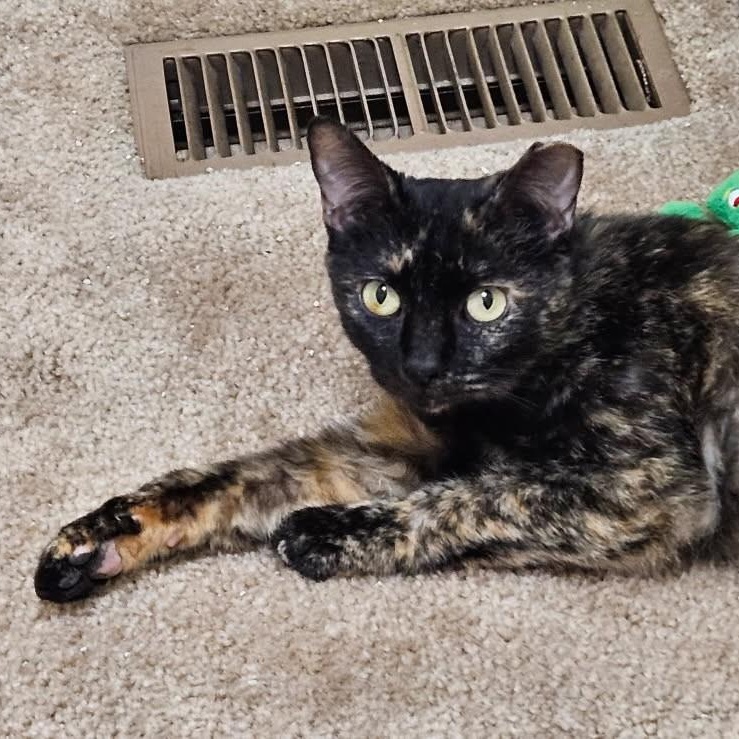 Cat for adoption - Sundrop, a Domestic Short Hair in Fort Oglethorpe ...