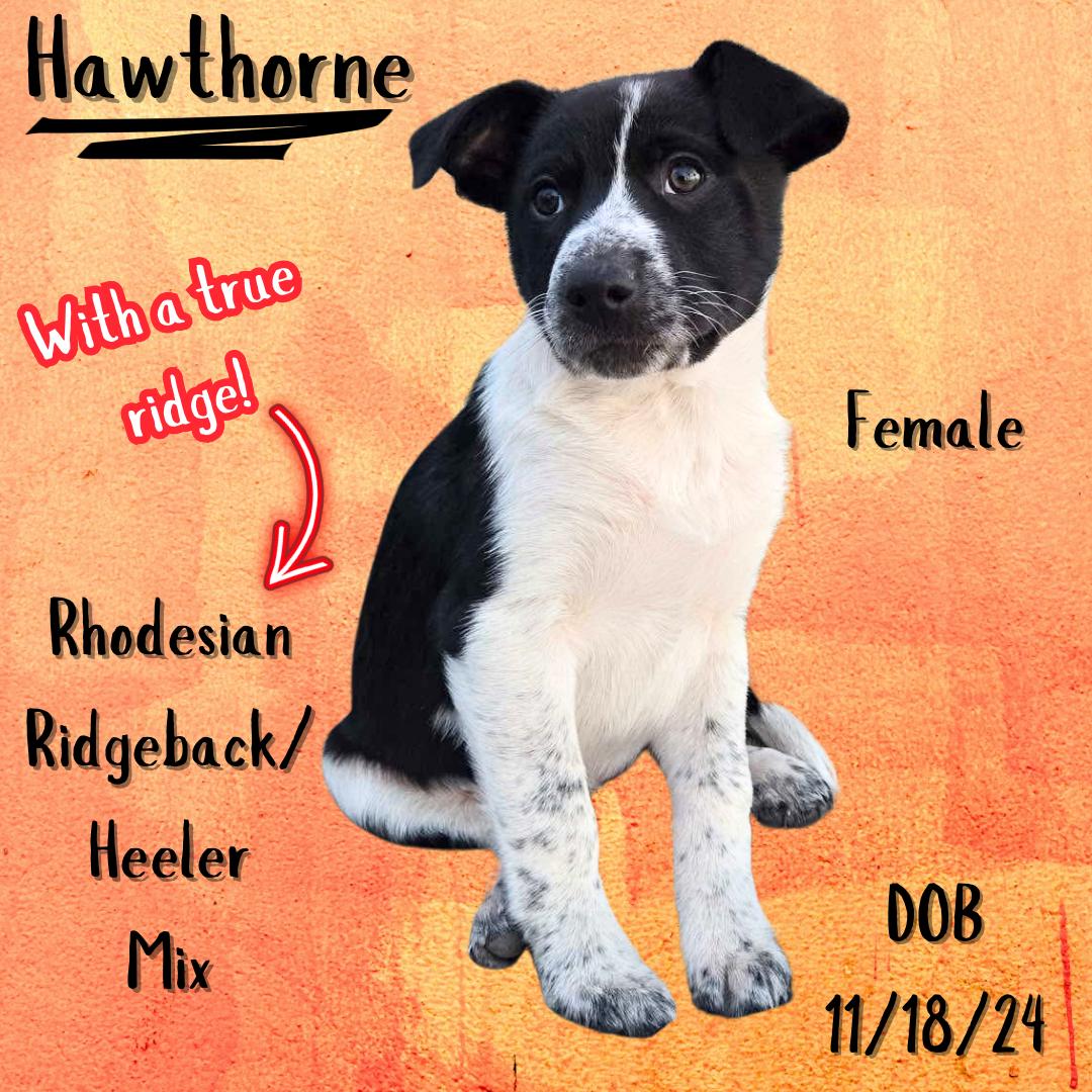 Dog for adoption - Hawthorne, a Rhodesian Ridgeback & Australian Cattle ...