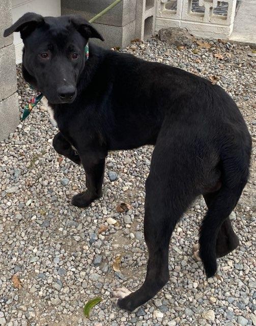 Dog for adoption - Dutch, a Black Labrador Retriever in Colusa, CA ...