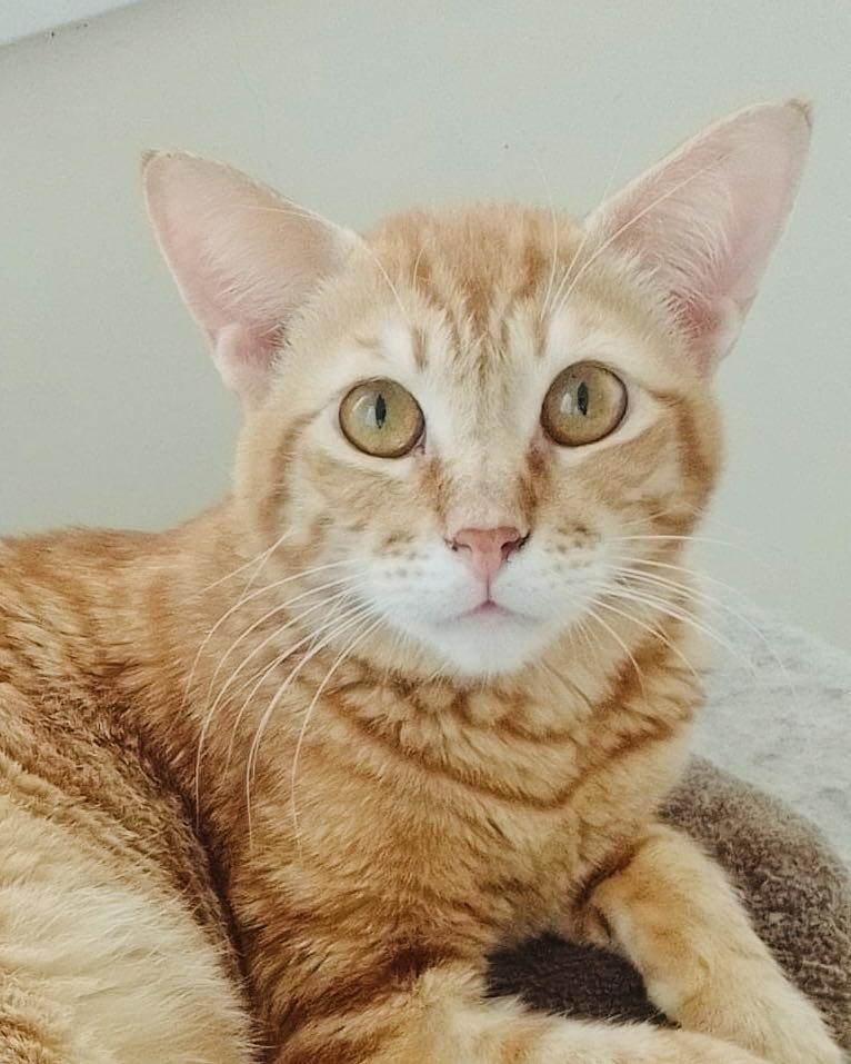 Cat for adoption - Dasher is a doll boy! Orange dream! More pics video ...