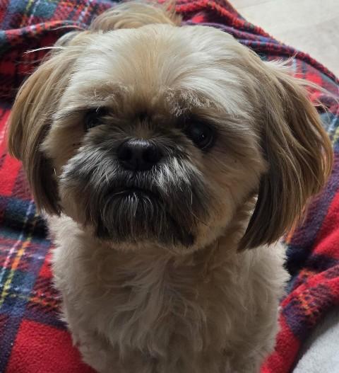 SAMMY - Adoptable Pet | Petfinder | Petfinder