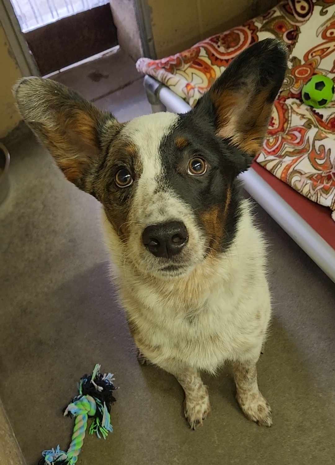 Dog for adoption - Arlo - In Foster Care! , a Cattle Dog Mix in Sparta ...