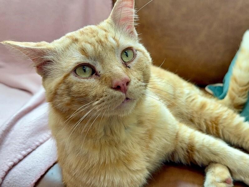 Cat for adoption - Nacho Hall, a Tabby Mix in Syracuse, NY | Petfinder
