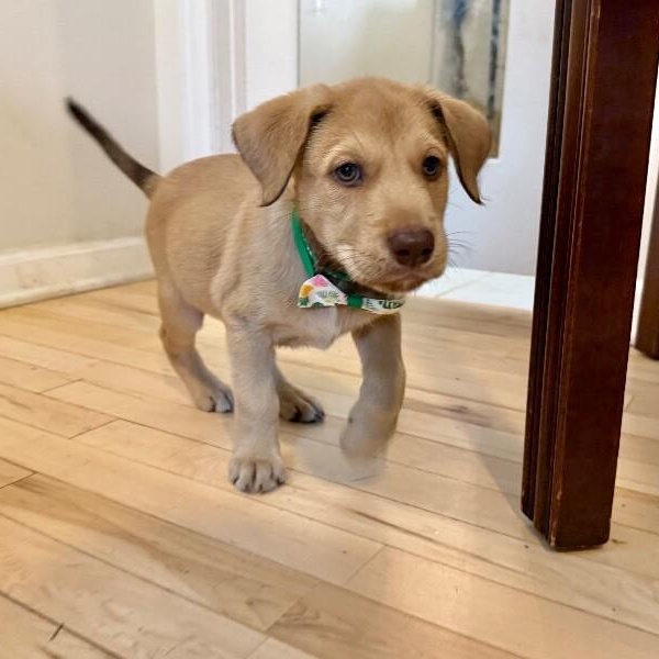 Dog for adoption - Carson Hatch, a German Shepherd Dog & Labrador ...