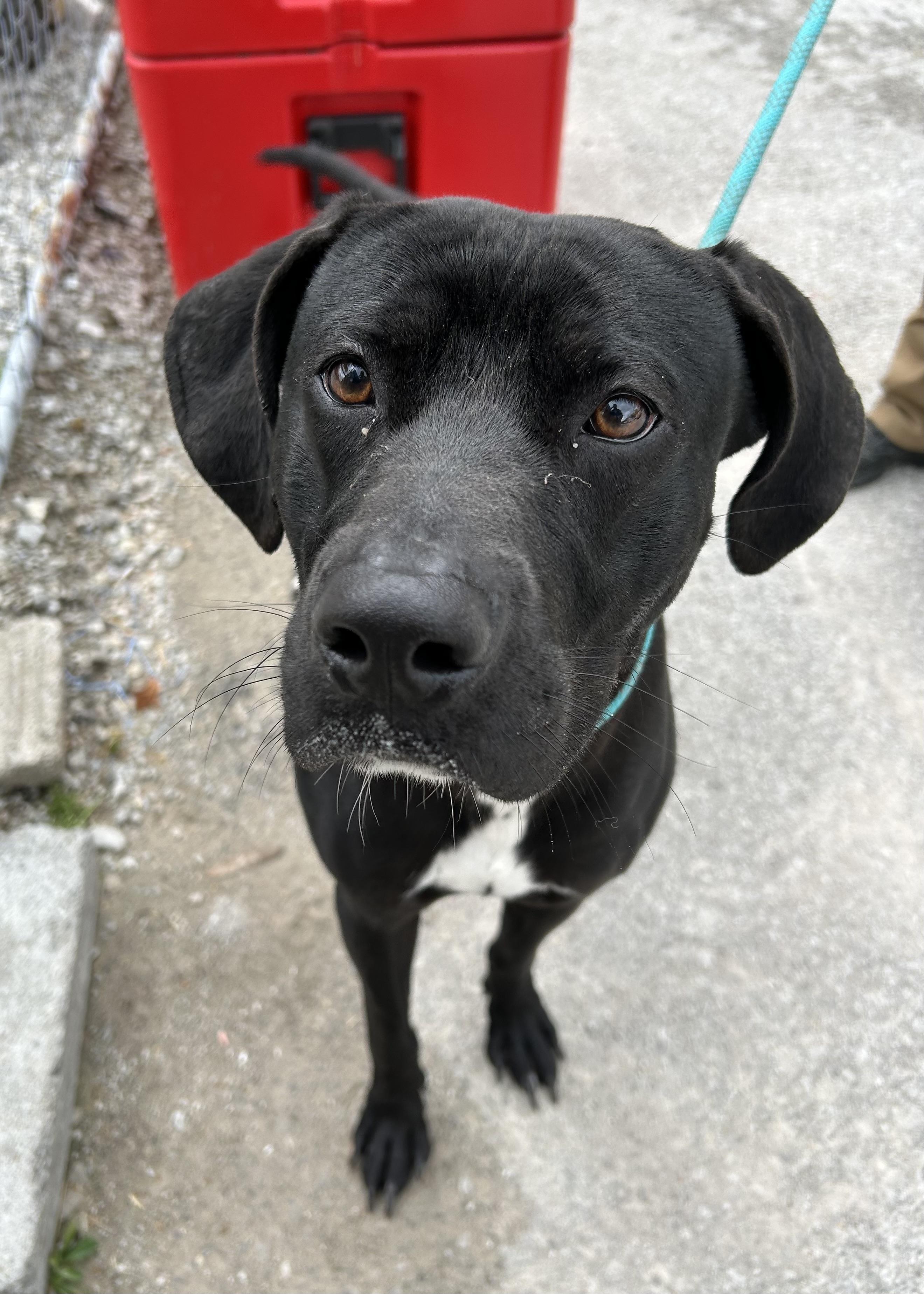 Dog for adoption - Bear, a Black Labrador Retriever Mix in Manchester ...