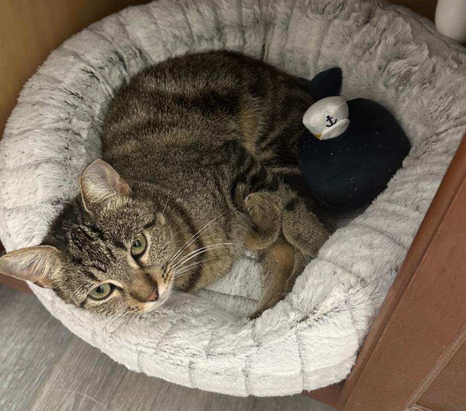 Cat for adoption - Momo, an American Shorthair in Clinton, NJ | Petfinder