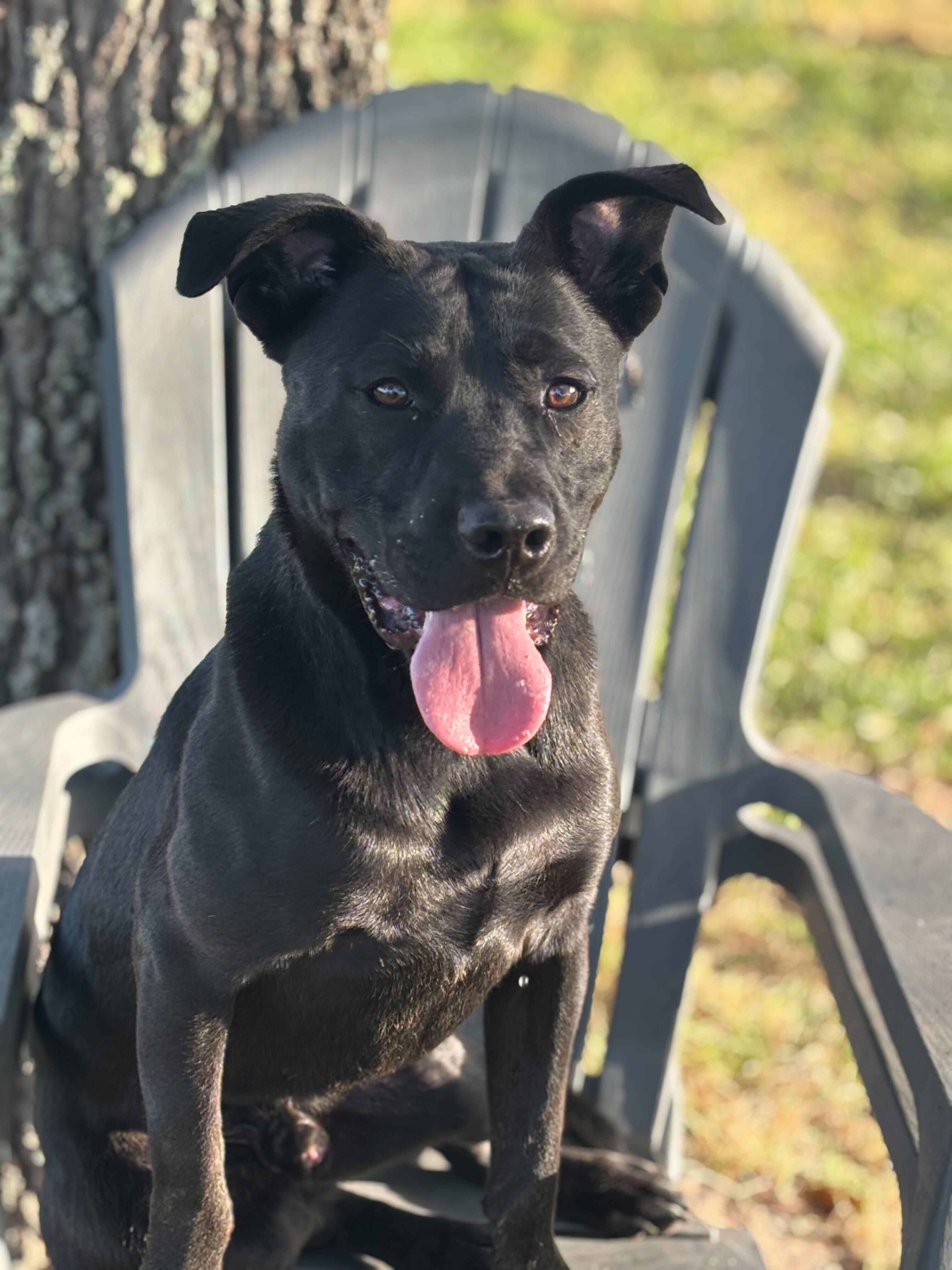 Dog for adoption - Latte, a Pit Bull Terrier & Labrador Retriever Mix ...