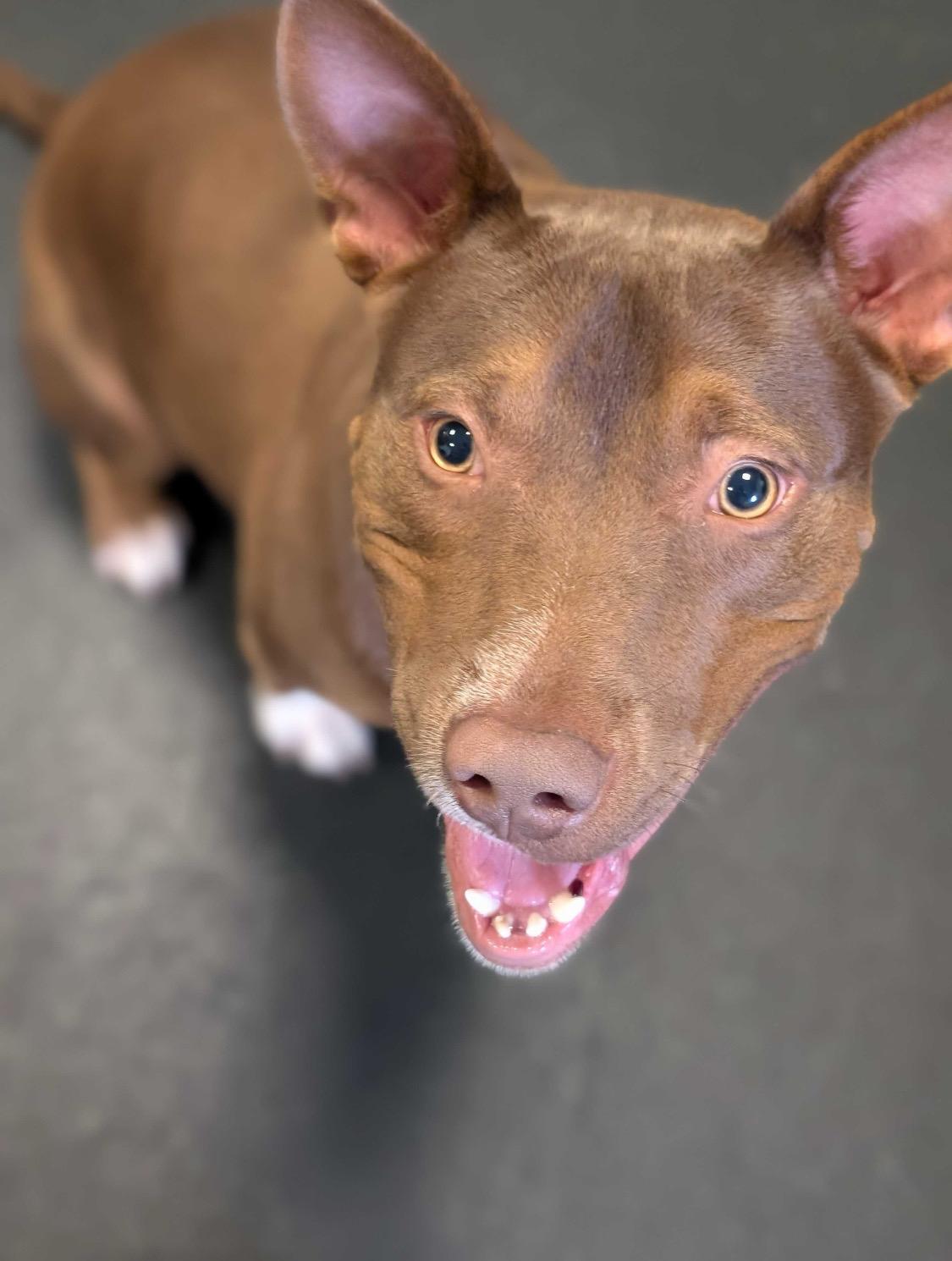 Dog for adoption - Rusty, an American Staffordshire Terrier Mix in ...