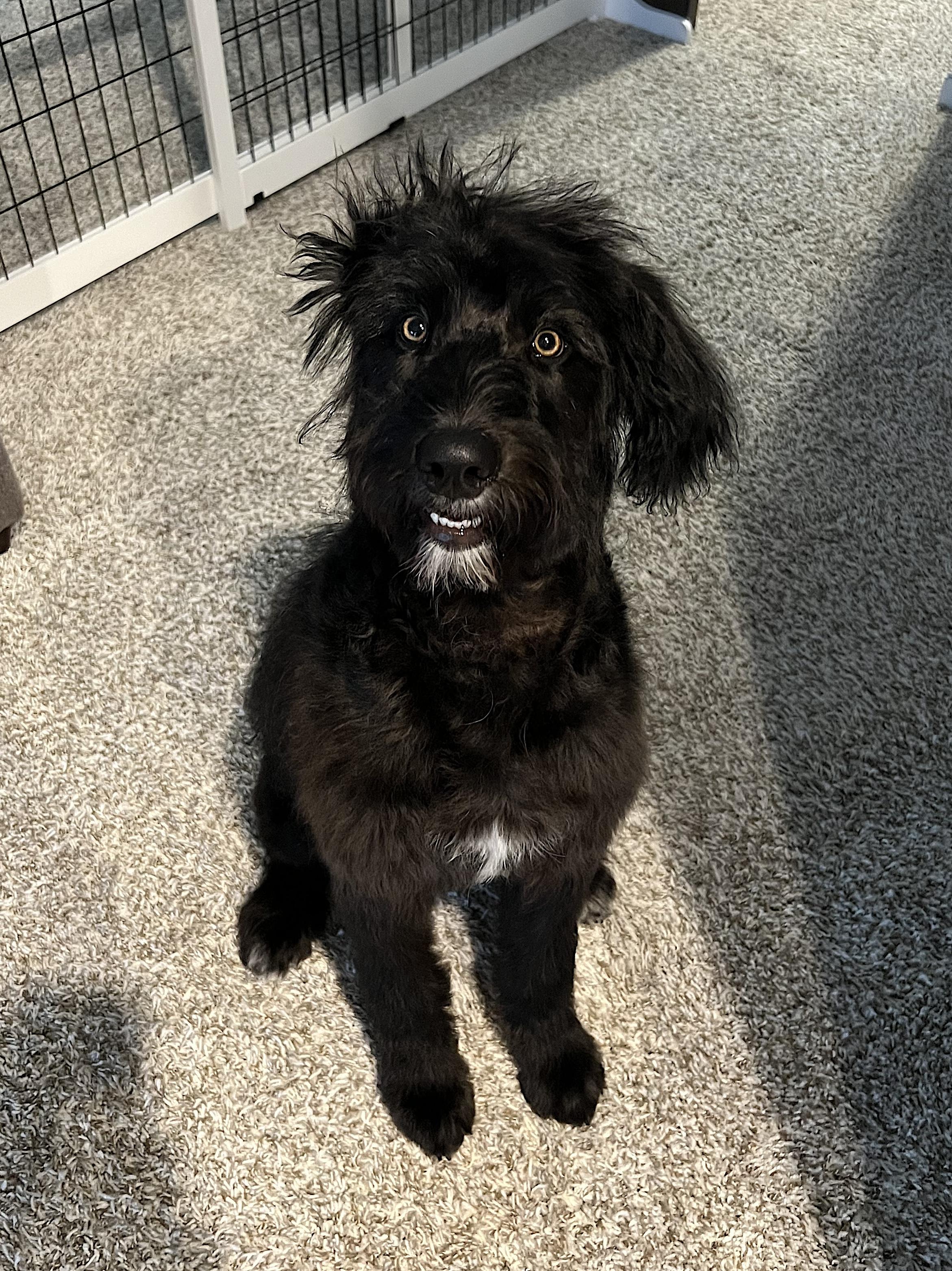 Dog for adoption - Jack, a Poodle Mix in Wichita, KS | Petfinder