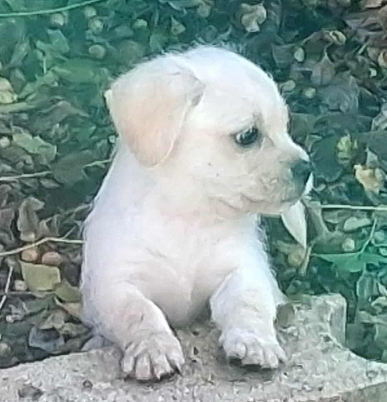 Dog for adoption - Stevie, a Shih Tzu & Cairn Terrier Mix in Buffalo ...