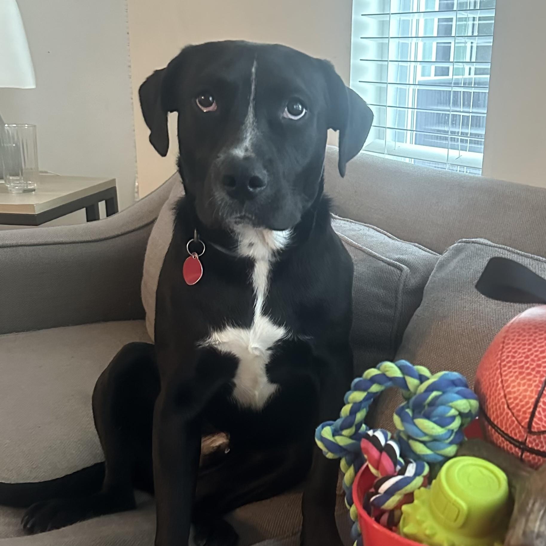 Dog for adoption - Colt, a Black Labrador Retriever Mix in Providence ...