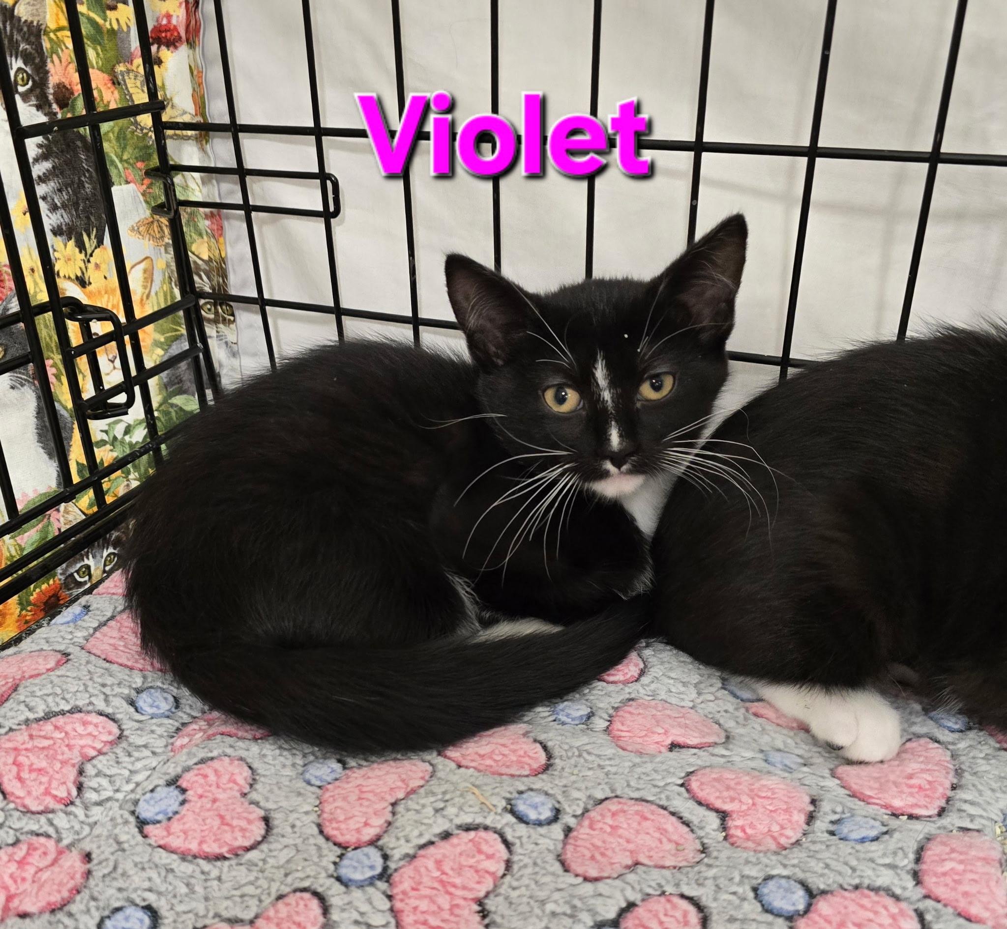 Cat for adoption - Blossom, Ren & Violet, a Domestic Short Hair in ...