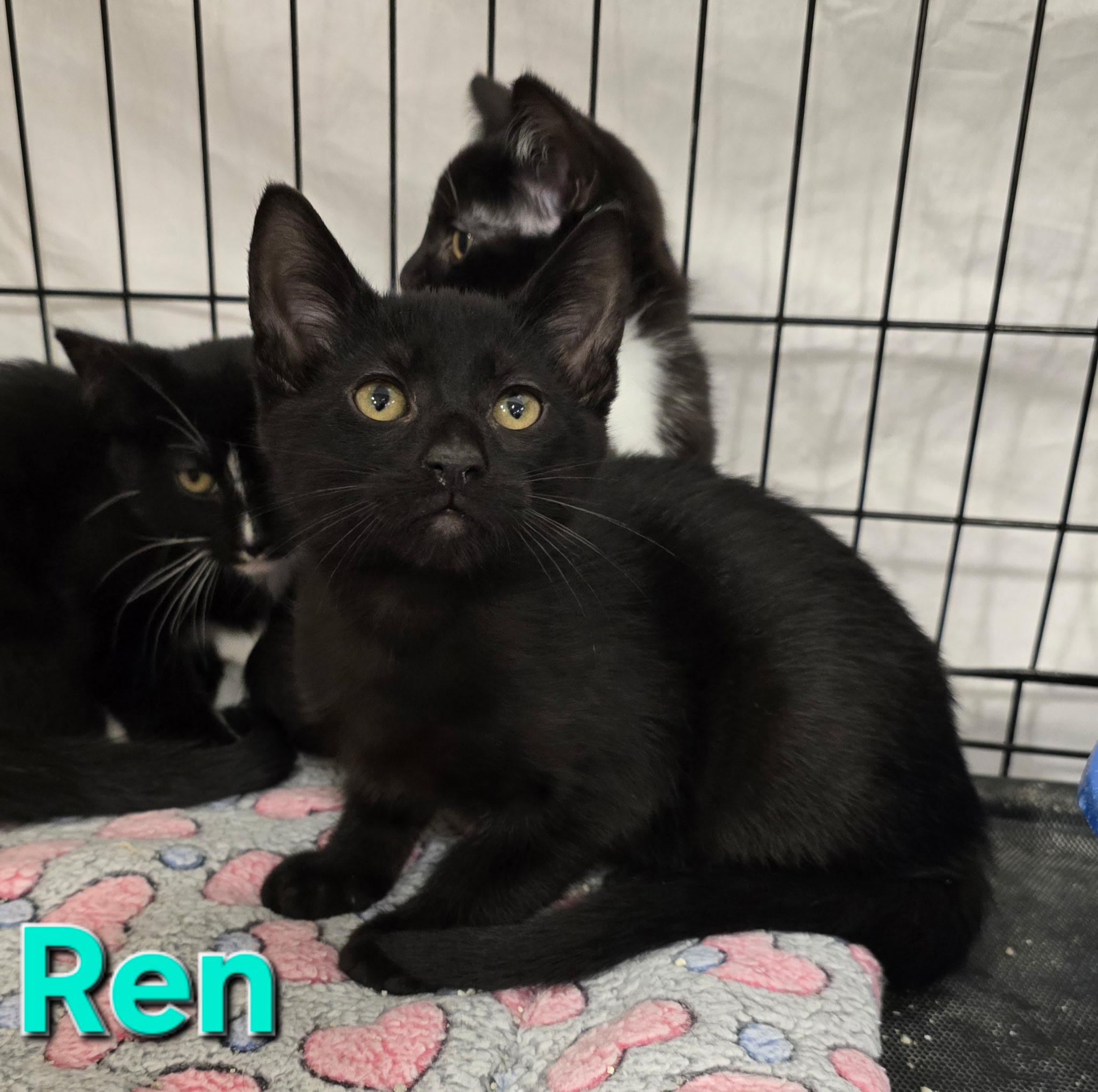 Cat for adoption - Blossom, Ren & Violet, a Domestic Short Hair in ...