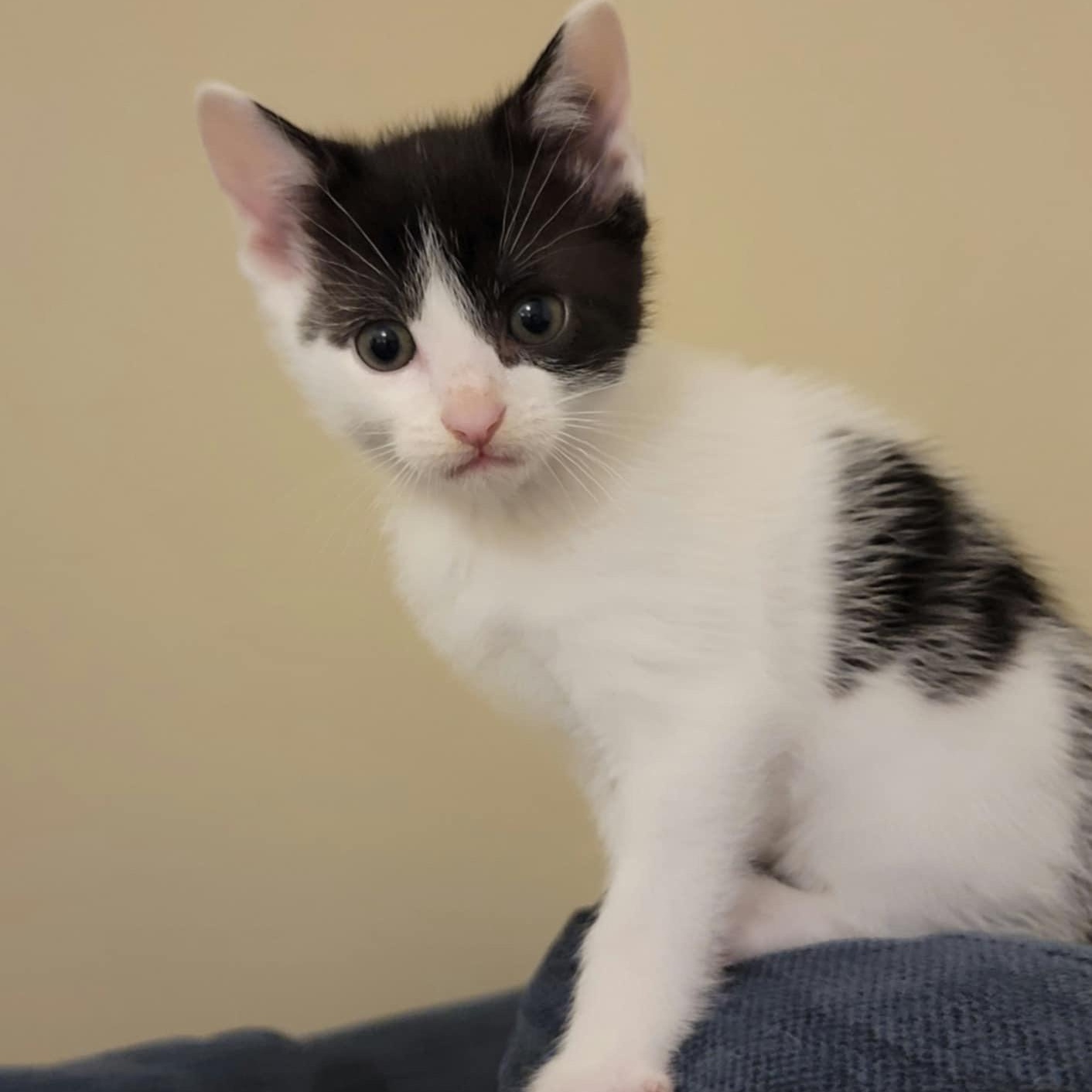 Cat for adoption - Milkshake and Oreo, an American Shorthair & Tabby ...