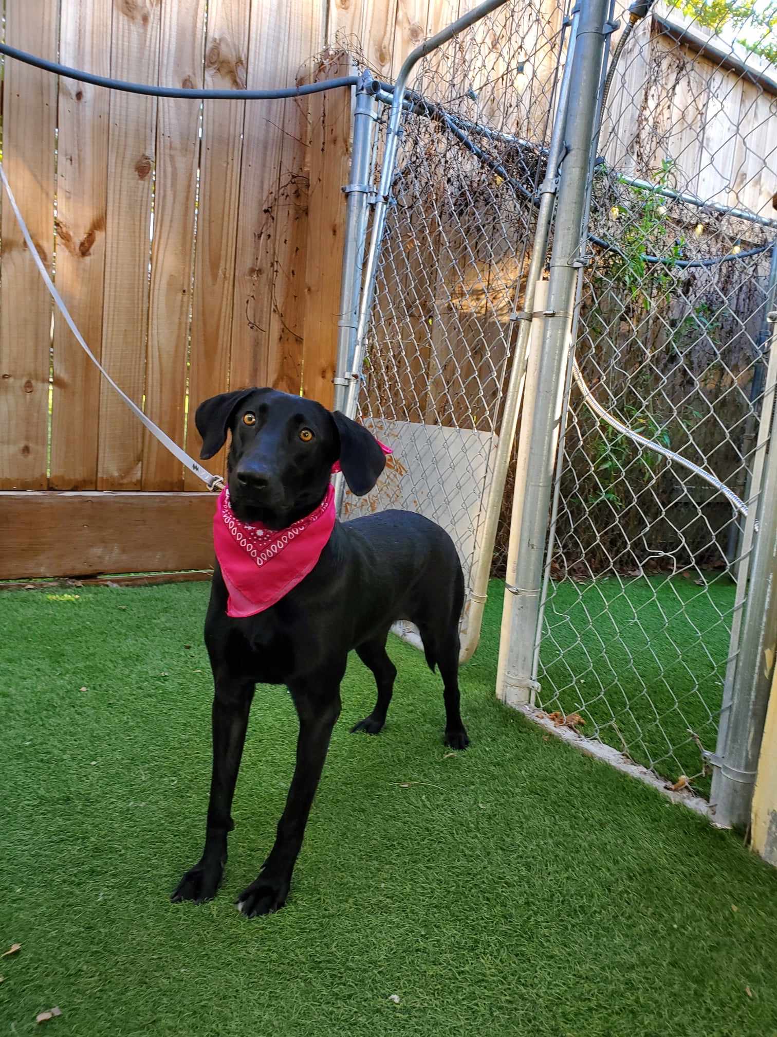 Dog for adoption - Sybil, a Labrador Retriever in Abbotsford, BC ...