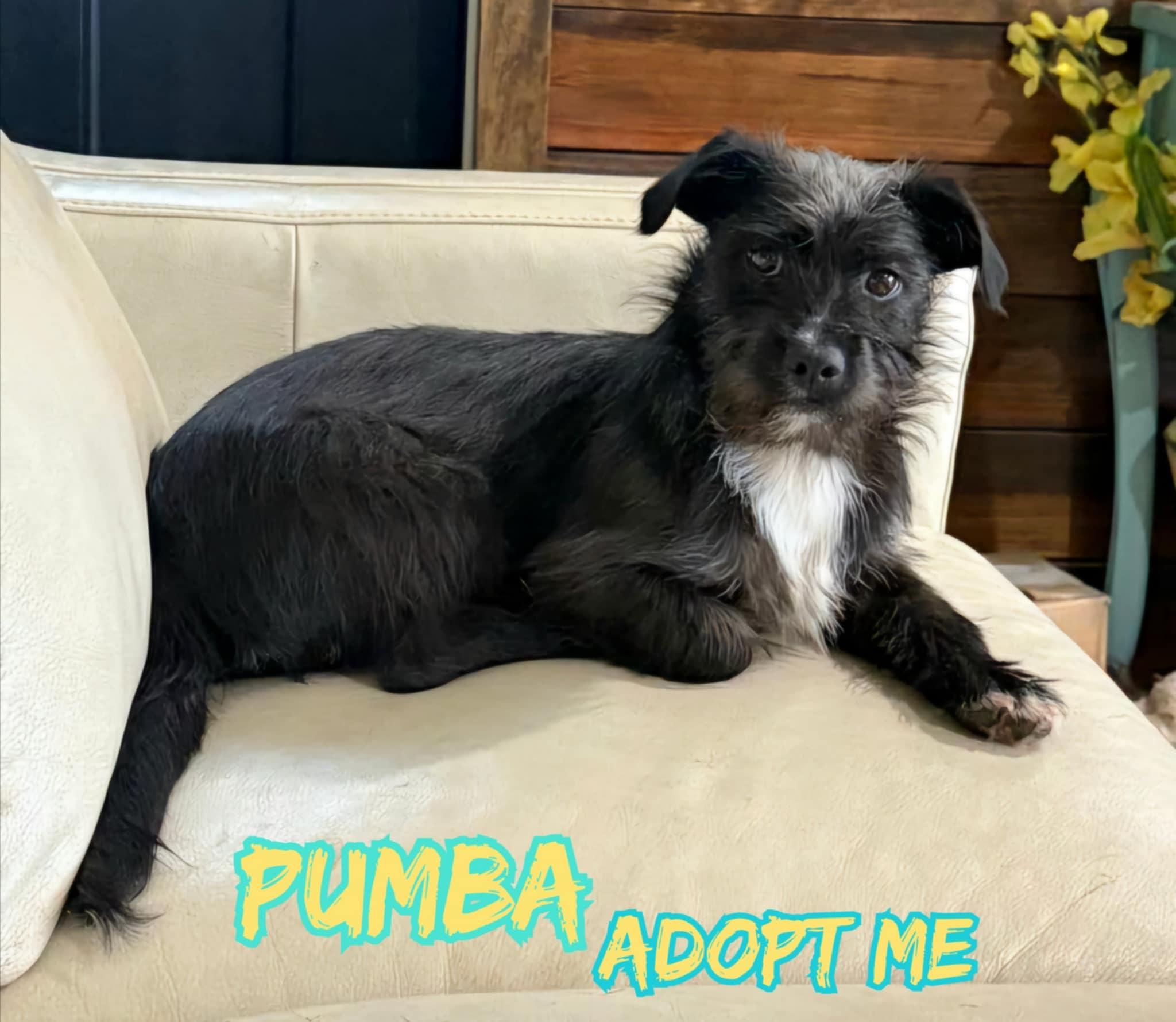 Dog for adoption - Pumba, a Shih Tzu & Chihuahua Mix in Grove, OK ...