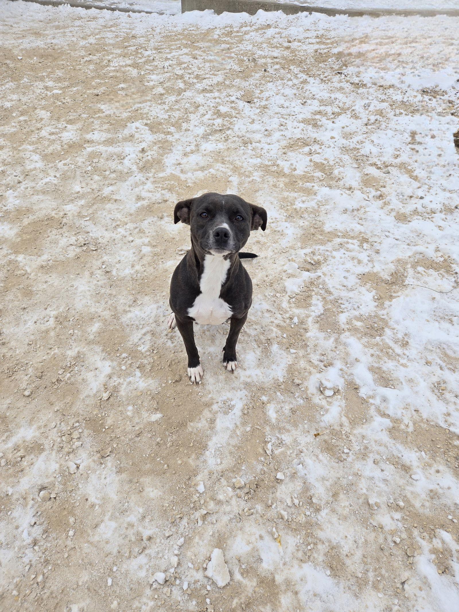French Fry - Adoptable Pet | Petfinder | Petfinder