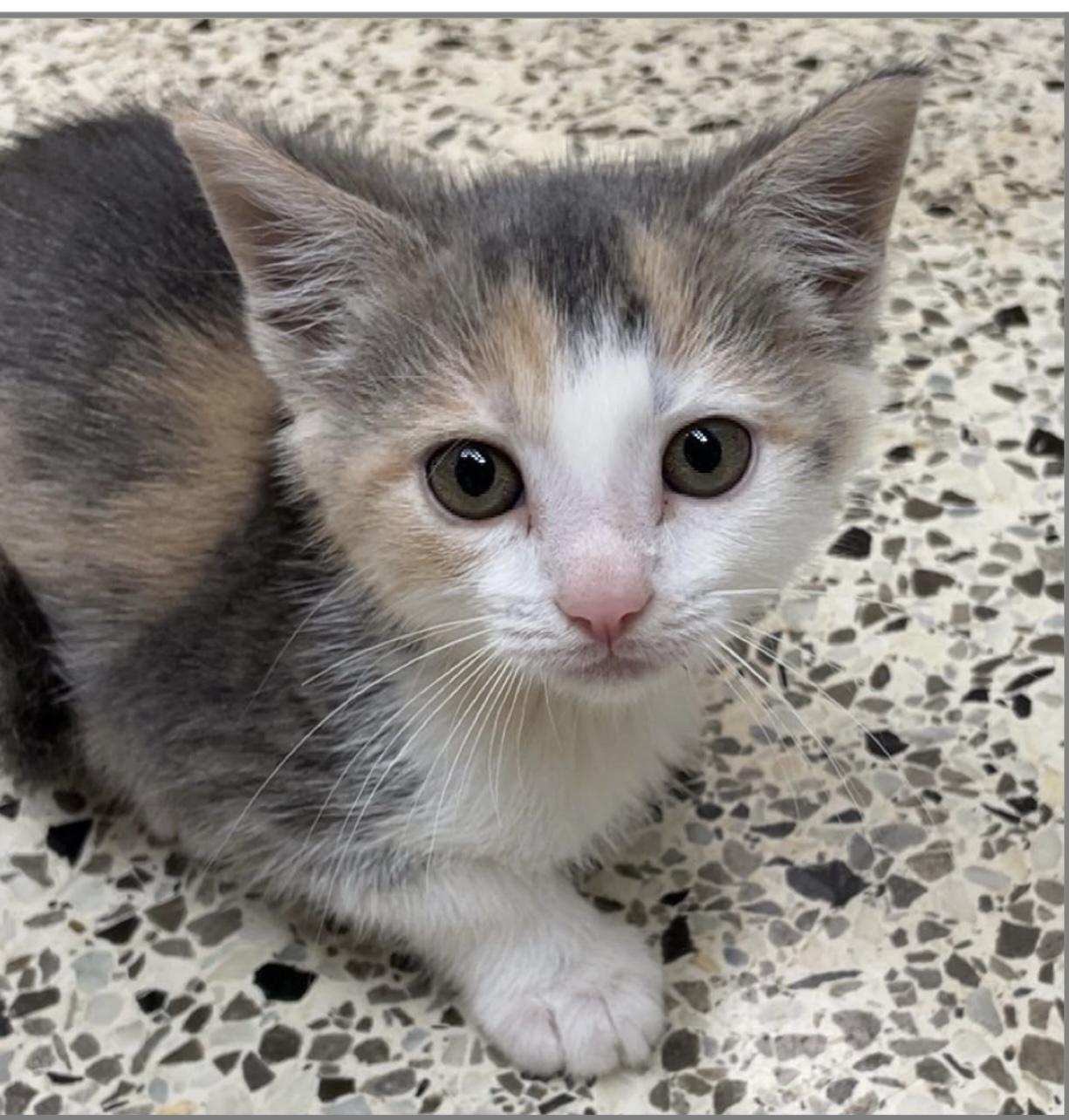 Cat for adoption - Yoyo, a Calico in Newfoundland, NJ | Petfinder