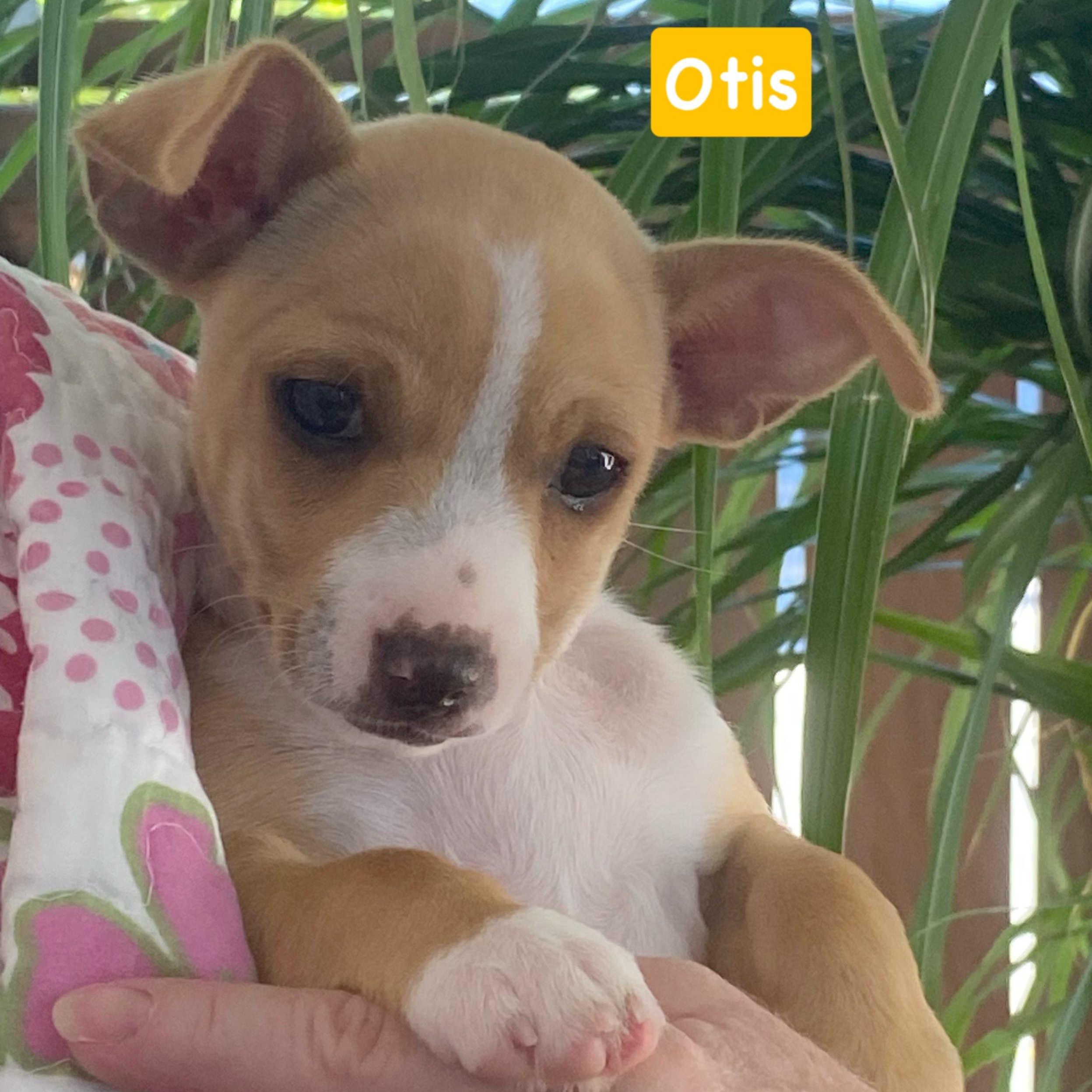 Dog for adoption - Tiny Otis, a Chihuahua & Terrier Mix in Saint Helens ...