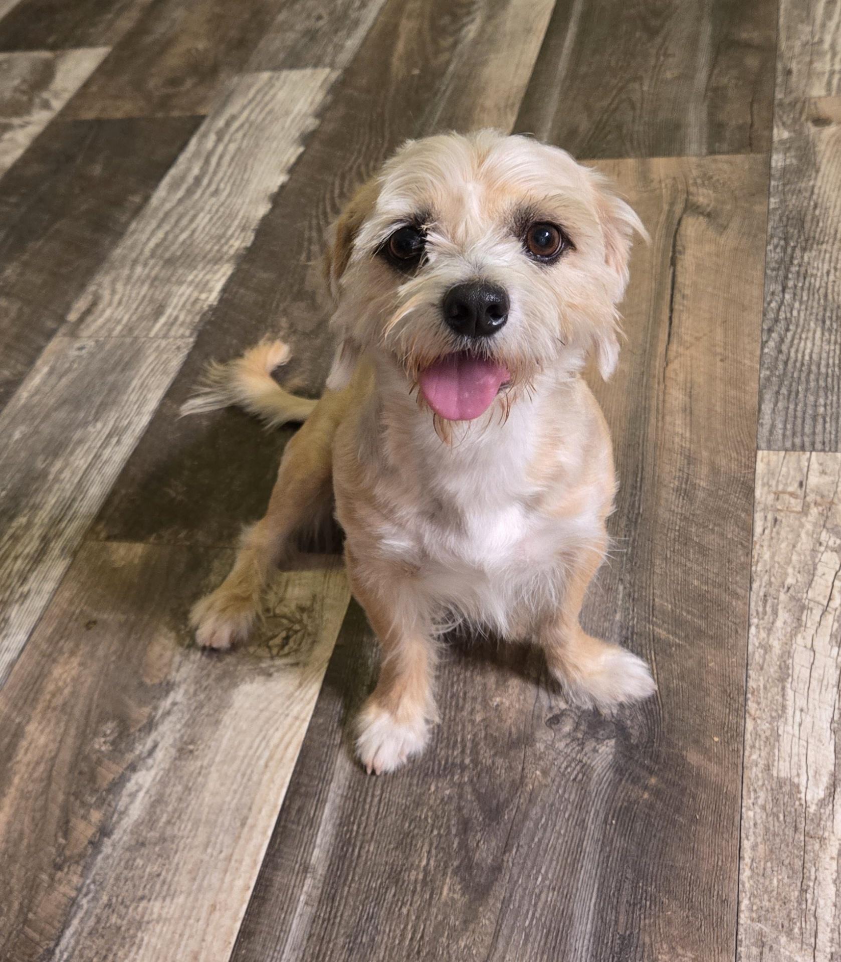 Dog for adoption - William, a Border Terrier & Dandie Dinmont Terrier ...