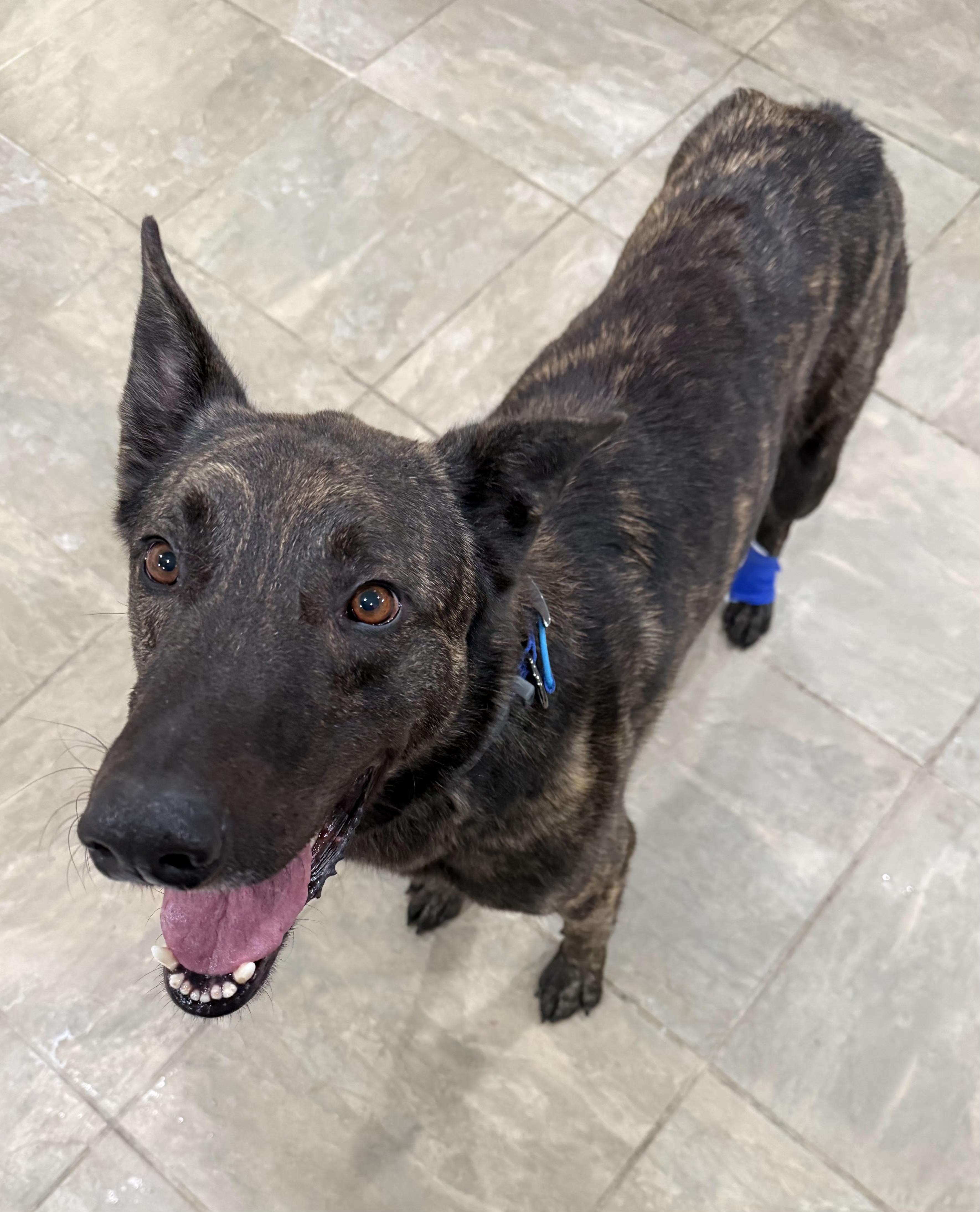 Flint - Adoptable Pet | Petfinder | Petfinder