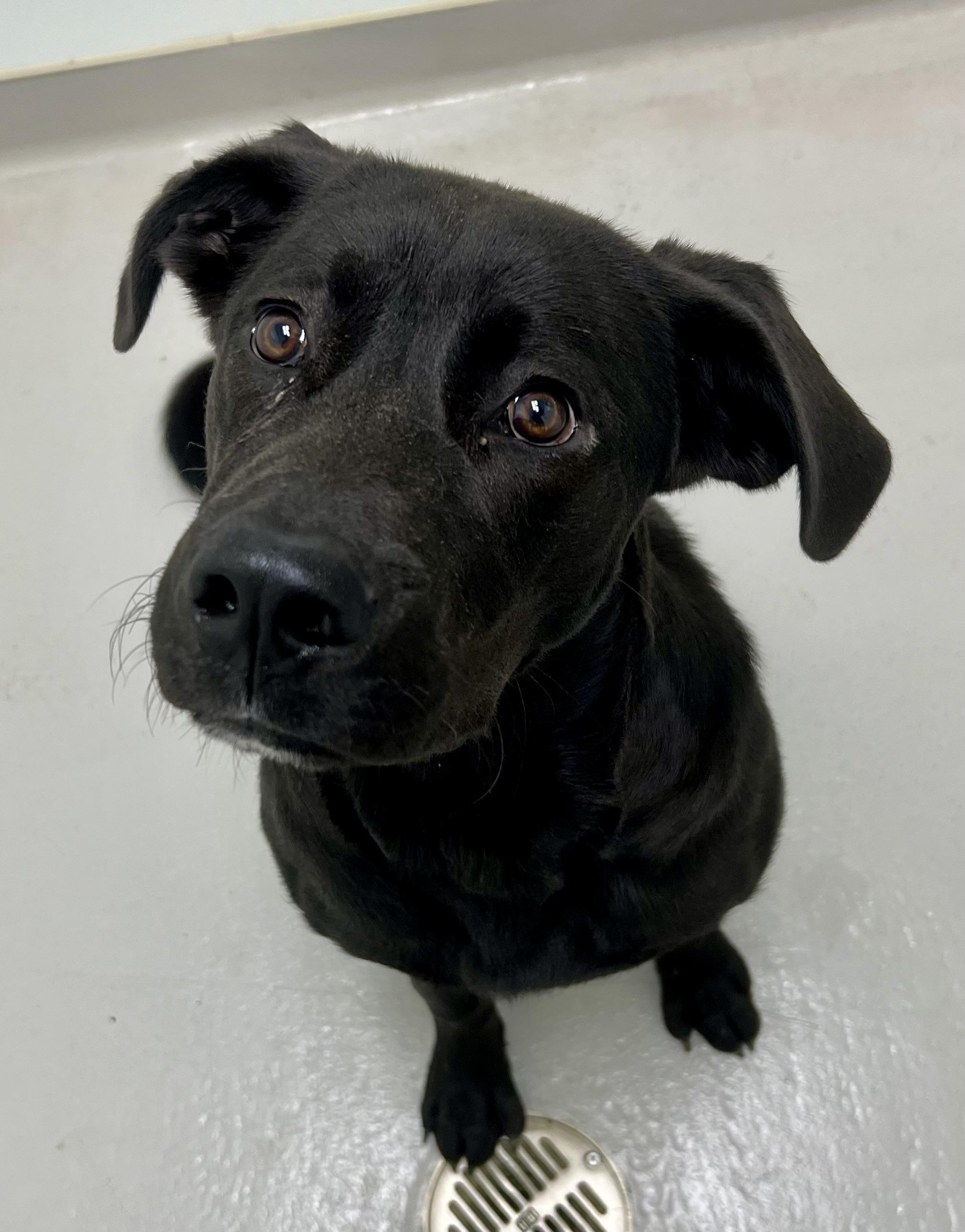 Dog for adoption - Boomer, a Black Labrador Retriever Mix in Danville ...