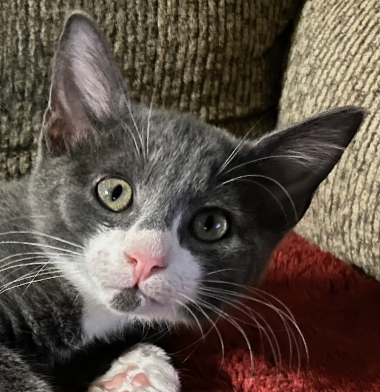 Available Cats and Kittens - Johnston County Animal Protection League ...