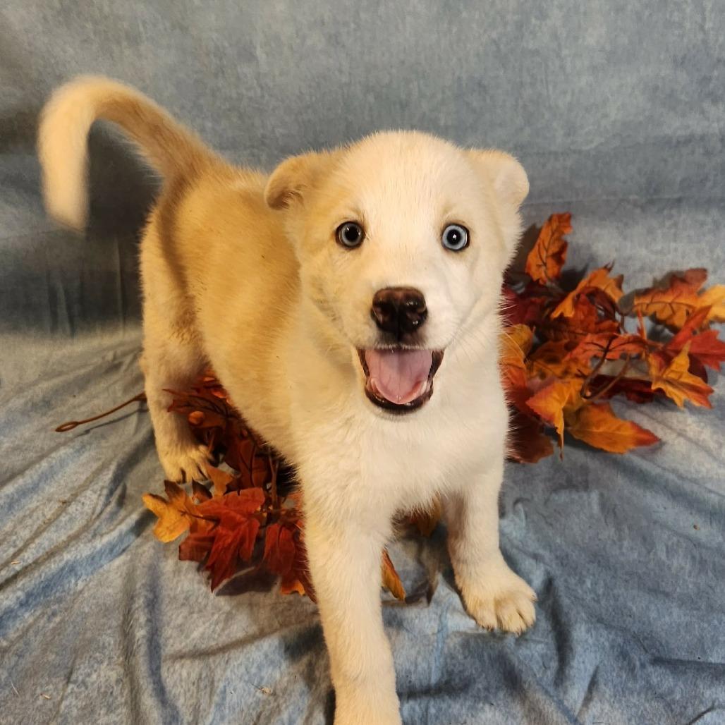 Dog for adoption - Lil Red AL, a Husky Mix in Renton, WA | Petfinder