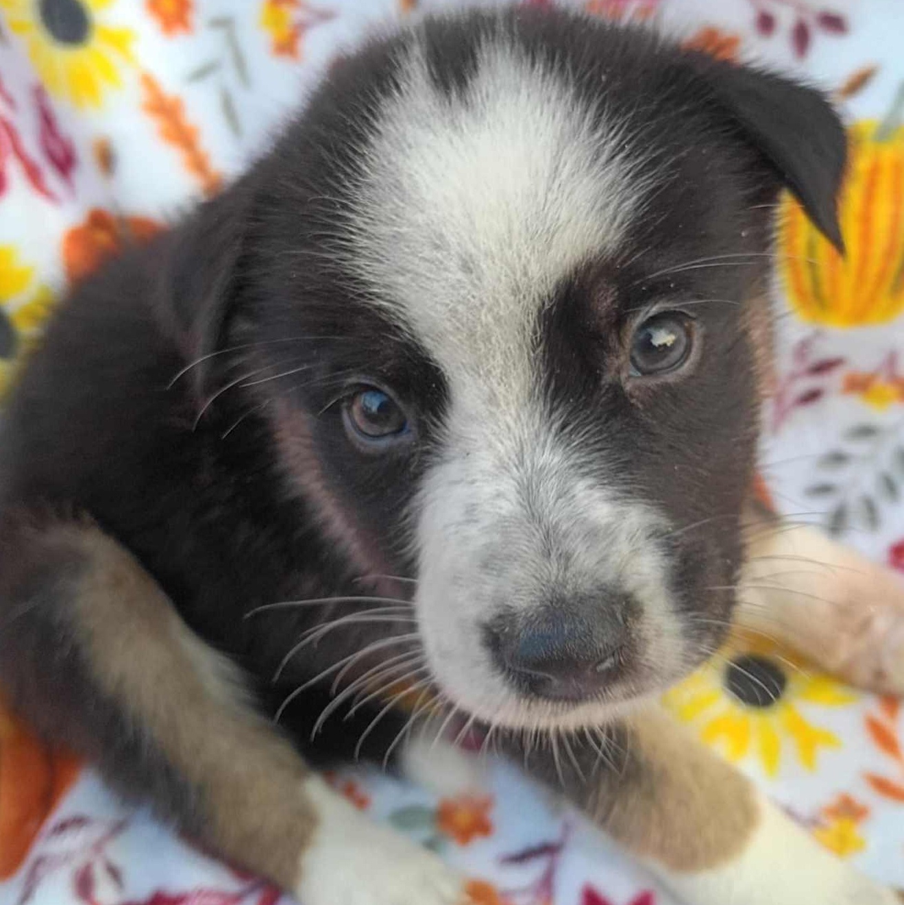 Dog for adoption - Oleander, a German Shepherd Dog & Labrador Retriever ...