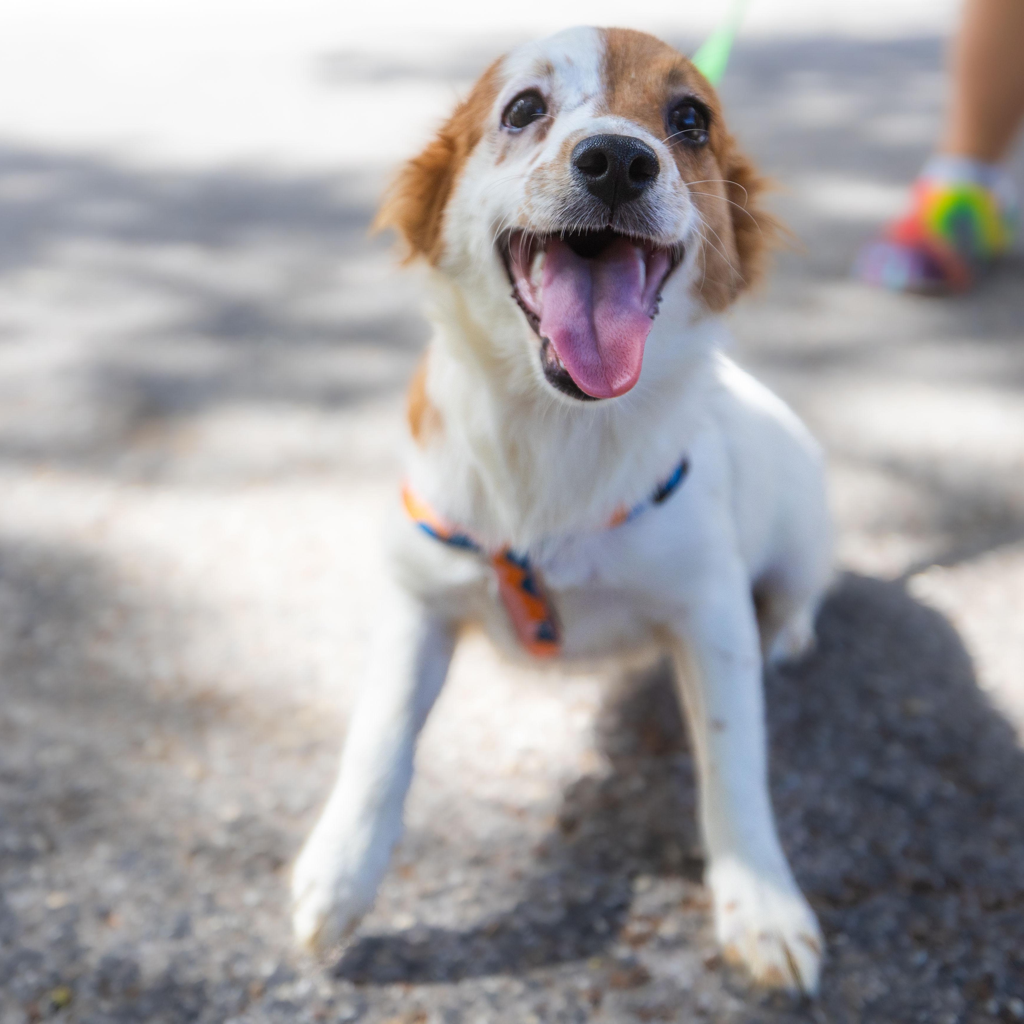 Dog for adoption - Rose, a Spaniel & Terrier Mix in Bothell, WA | Petfinder