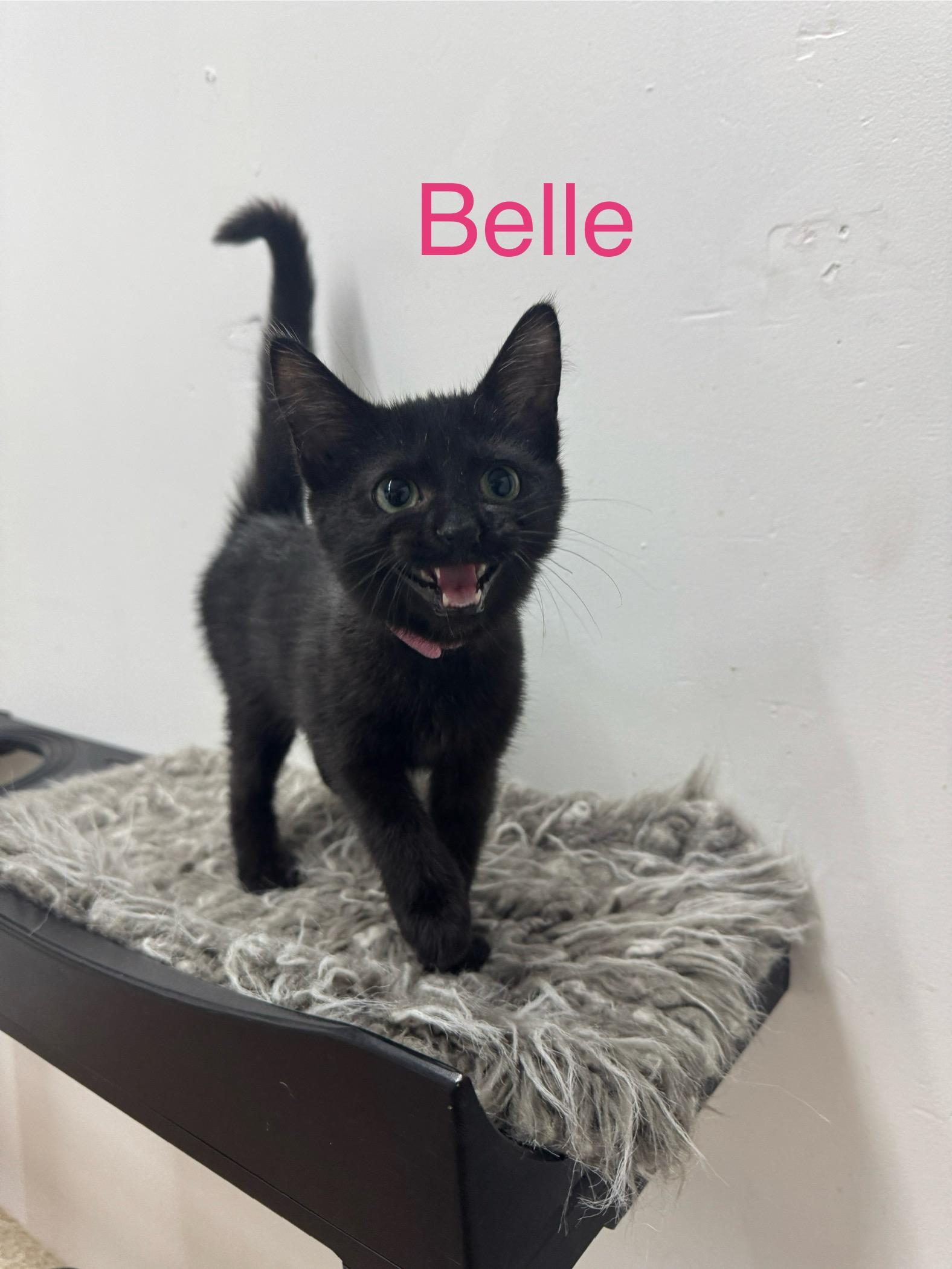 Cat for adoption - Belle, a Domestic Short Hair in Wayland, MI | Petfinder