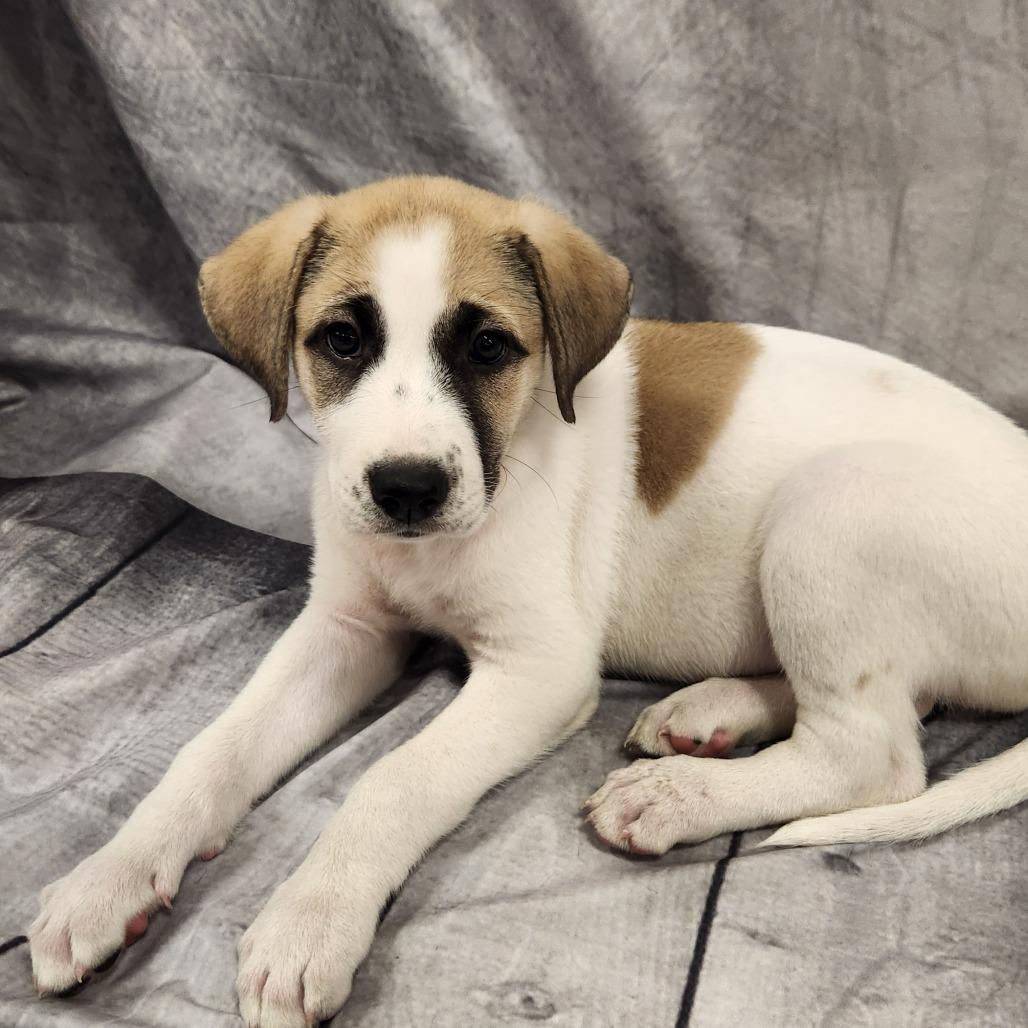 Dog for adoption - Millicent GC/JuM, an Anatolian Shepherd & Great ...
