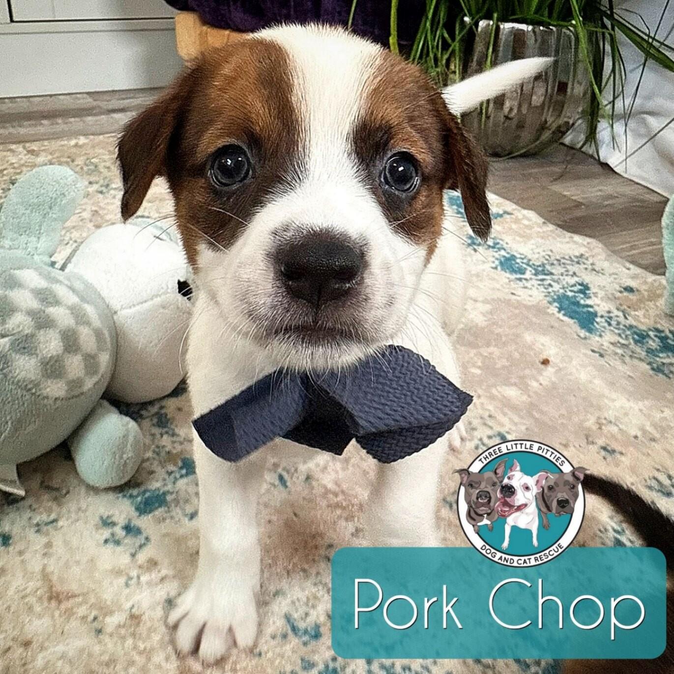 Dog for adoption - Pork Chop Cochran, a German Shepherd Dog & Labrador ...