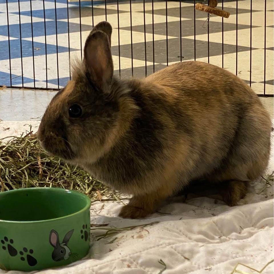 Rabbit for adoption - Basil, a Harlequin in CHARLOTTE, NC | Petfinder