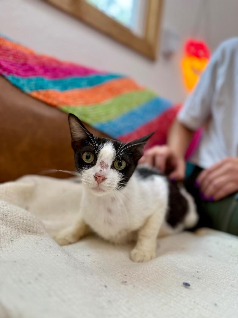 Cat for adoption - Lucy Lou Simpson, a Tabby Mix in Montreal, QC ...