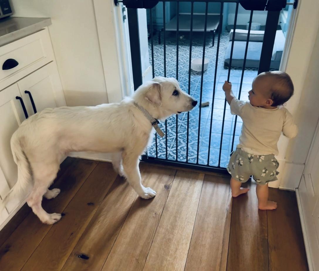 Dog for adoption - Pancake - 8/9 month GP puppy, a Great Pyrenees Mix ...