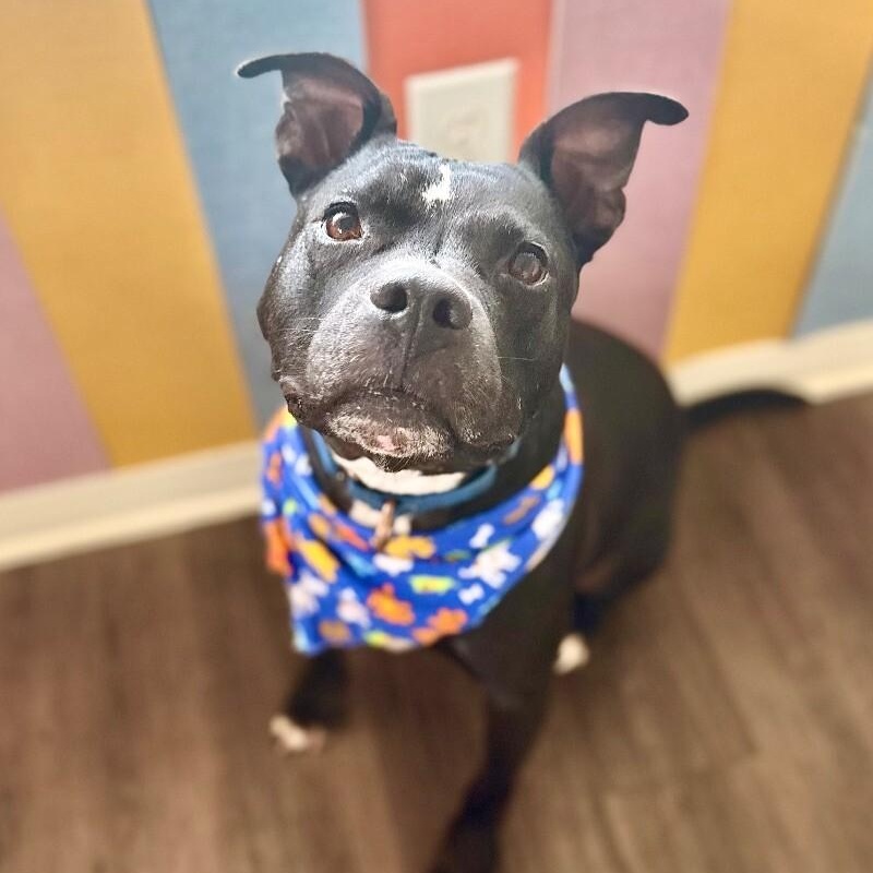 Dog for adoption - Banjo Riddle Sweet Eyes silly ears, a Pit Bull ...