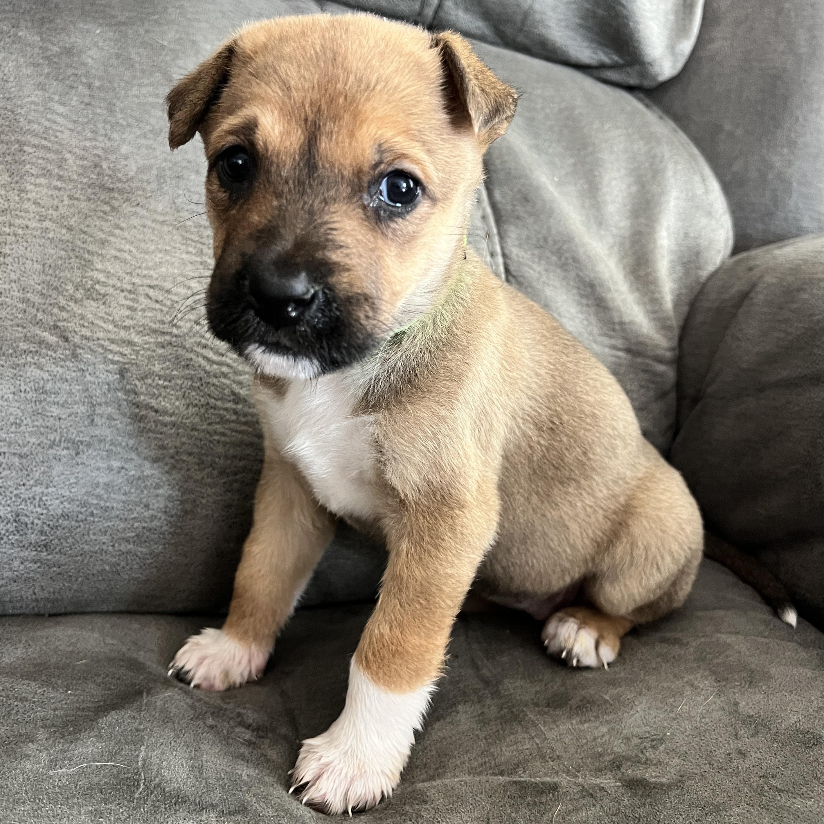 Dog for adoption - Artemis, a German Shepherd Dog Mix in Falls Church ...