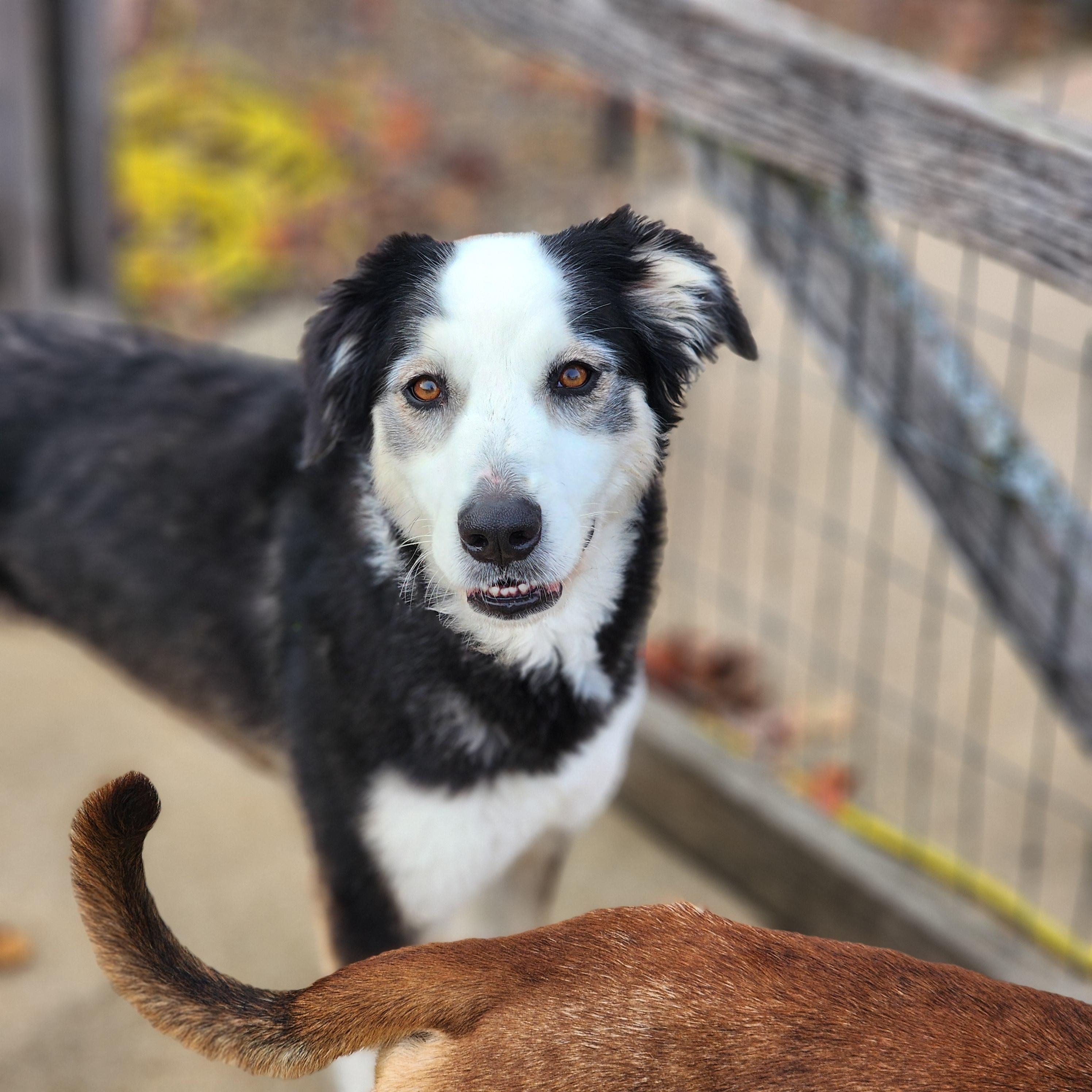 Dog for adoption - Mavis, an Australian Shepherd in Pluckemin, NJ ...