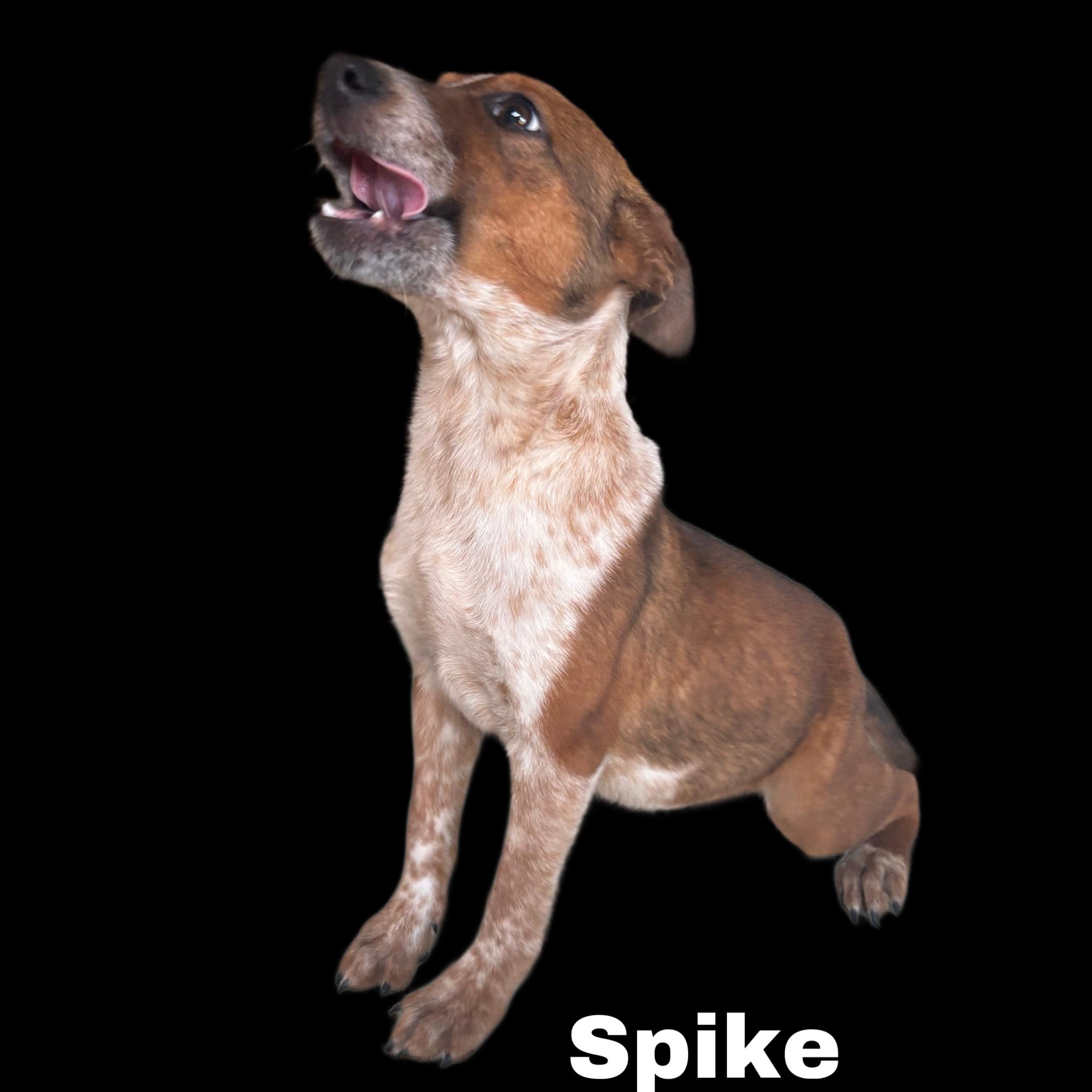 Dog for adoption - Spike, an Australian Cattle Dog / Blue Heeler Mix in ...