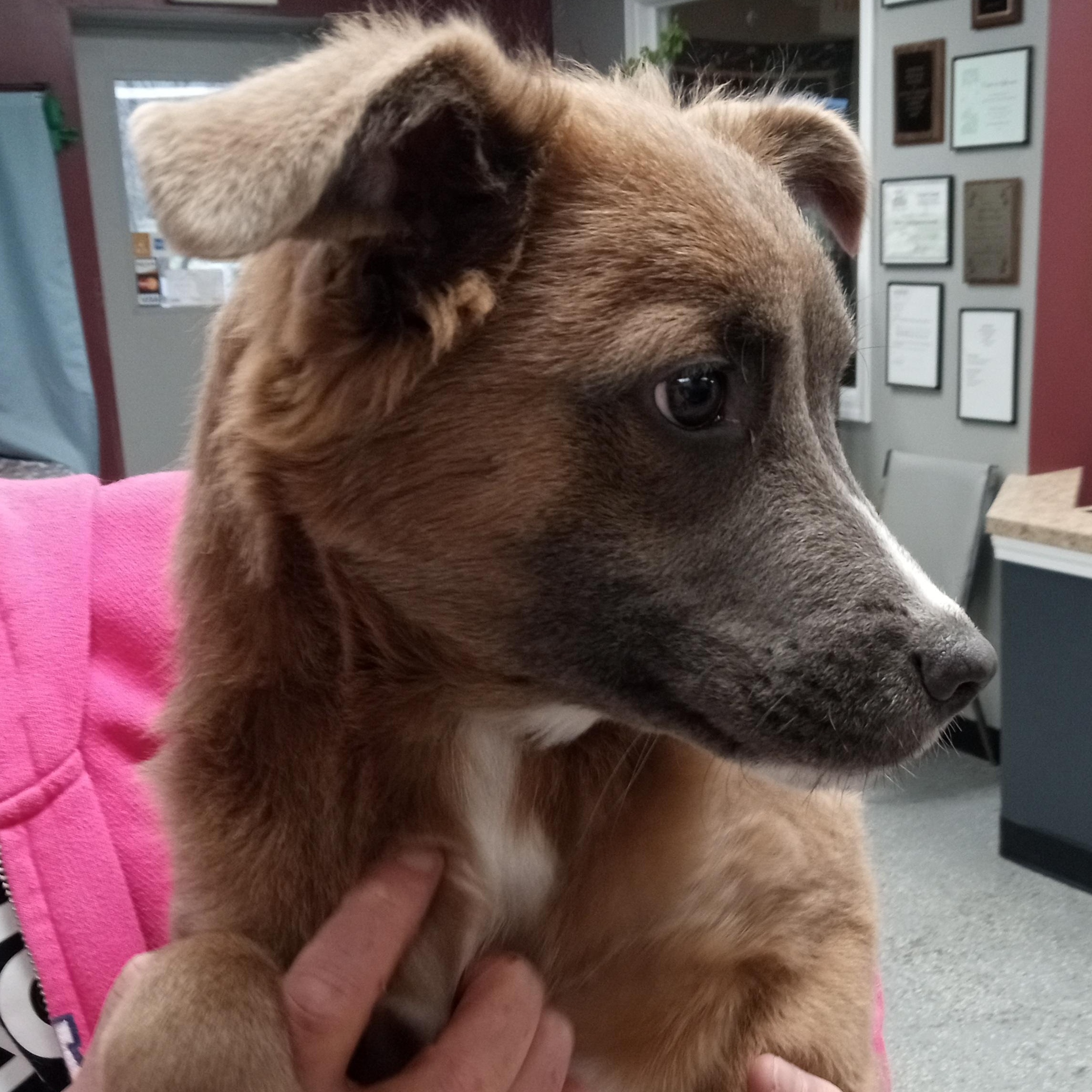 Chessie - Adoptable Pet | Petfinder | Petfinder