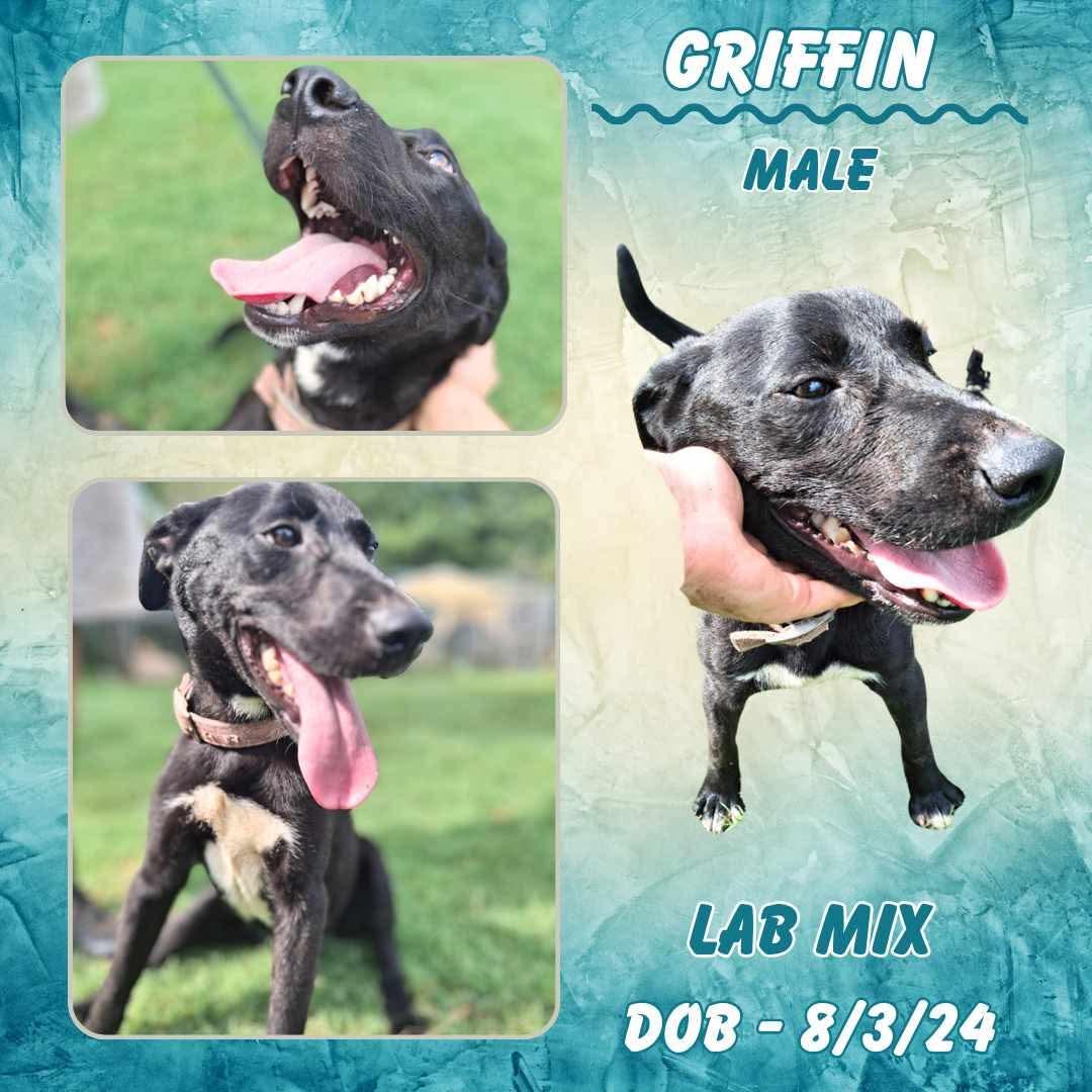 Dog for adoption - Griffin, a Labrador Retriever Mix in Charlotte, NC ...