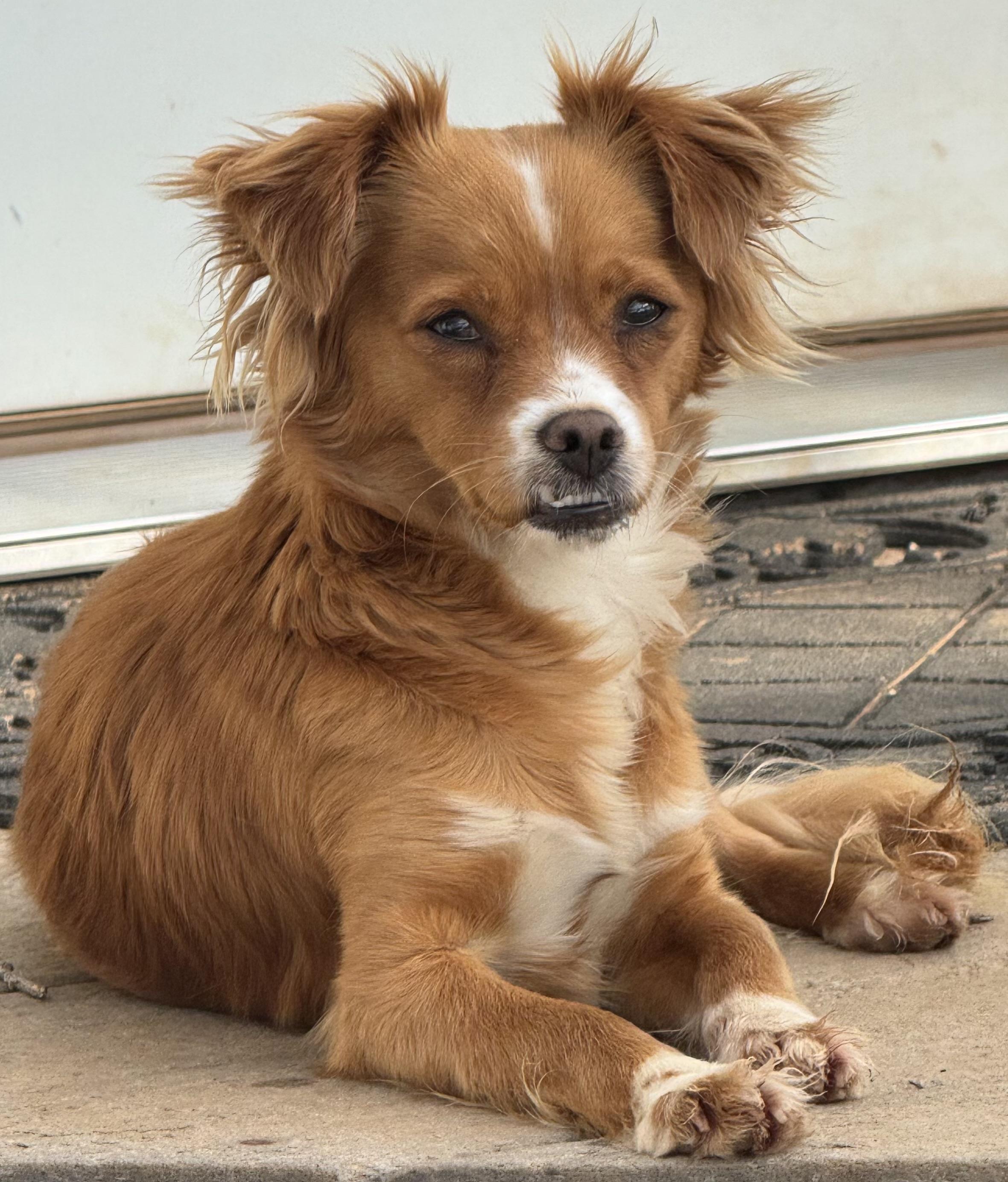 Dog for adoption - Kokoni, a Cavalier King Charles Spaniel & Spaniel ...