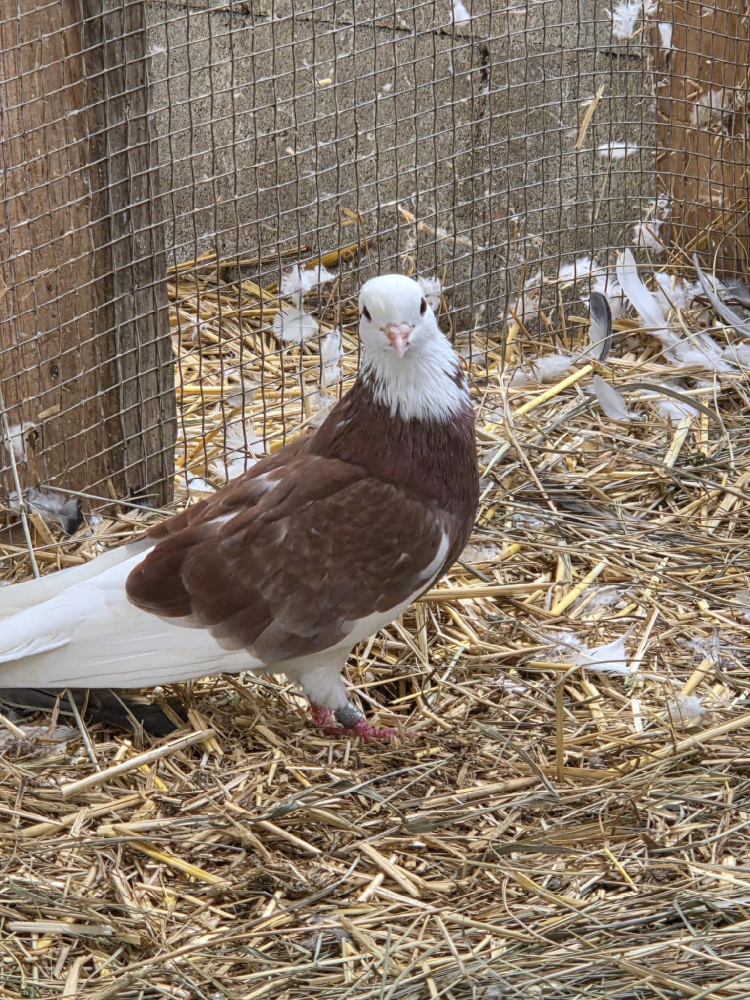 Dove for adoption - Poppy, a Pigeon in Indian Trail, NC | Petfinder